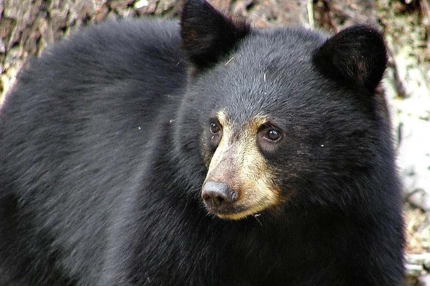 How to Hang a Bear Bag: The Right Way — Into the Backcountry