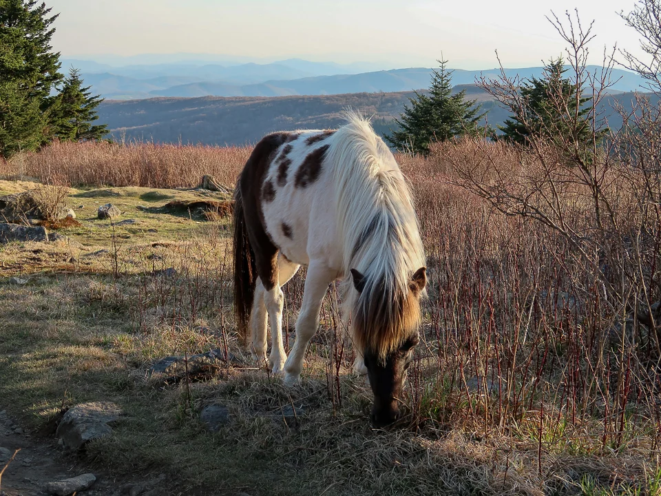 Trail Guides — Into the Backcountry