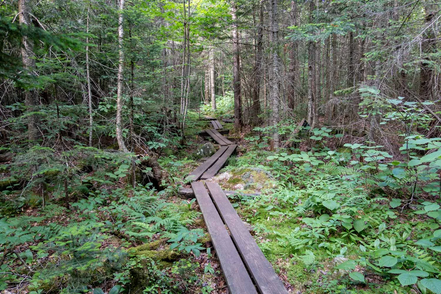 Trail Guides — Into the Backcountry