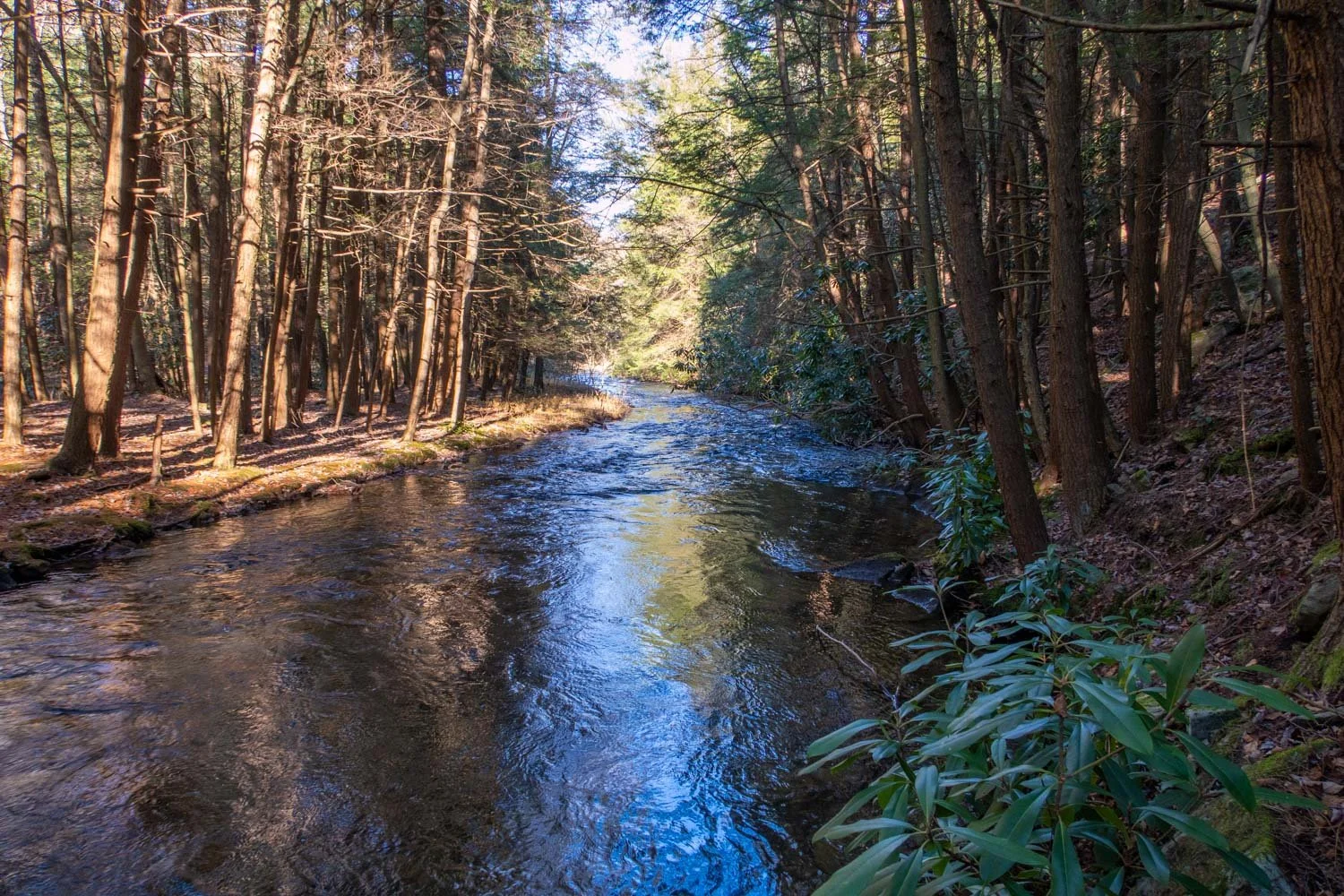 Allegheny Front Trail Backpacking Guide — Into the Backcountry