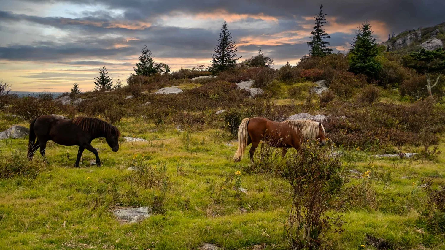 Mount Rogers/Grayson Highlands Loop Backpacking Guide — Into the ...
