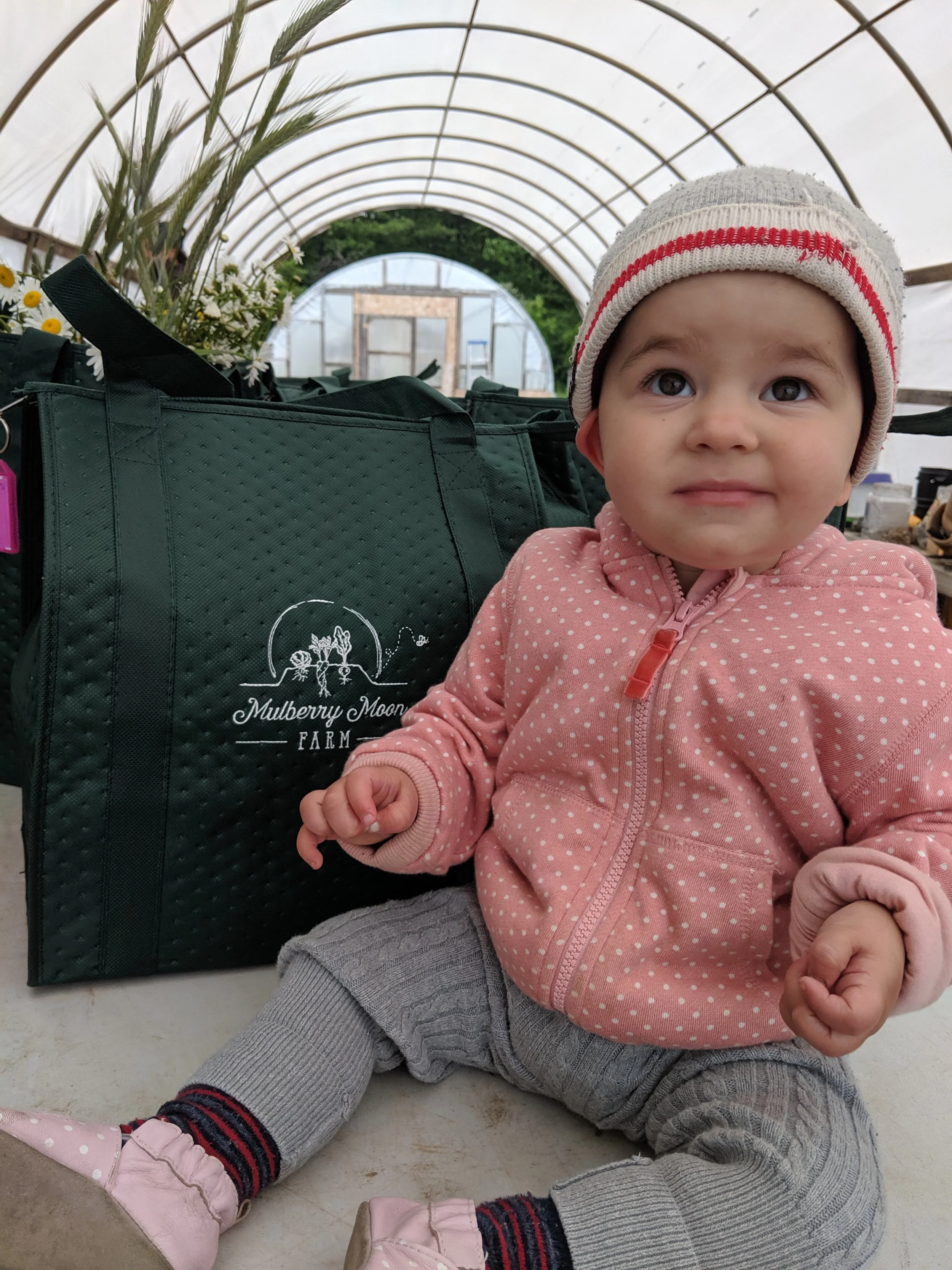 Mulberry Moon Farm — Farm Share | Veggie Box Subscription | CSA ...