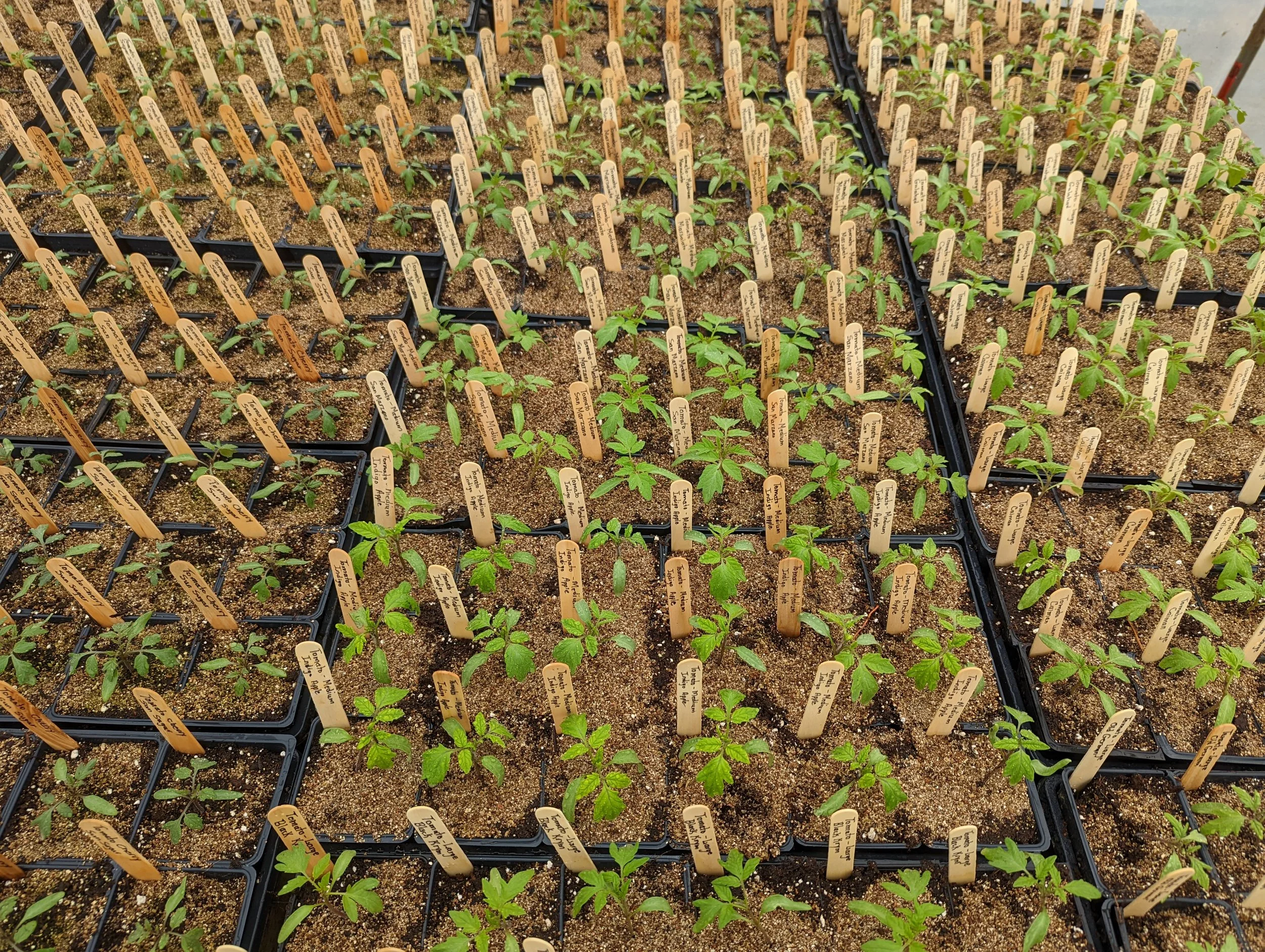 Mulberry Moon Farm — Seedling Sale