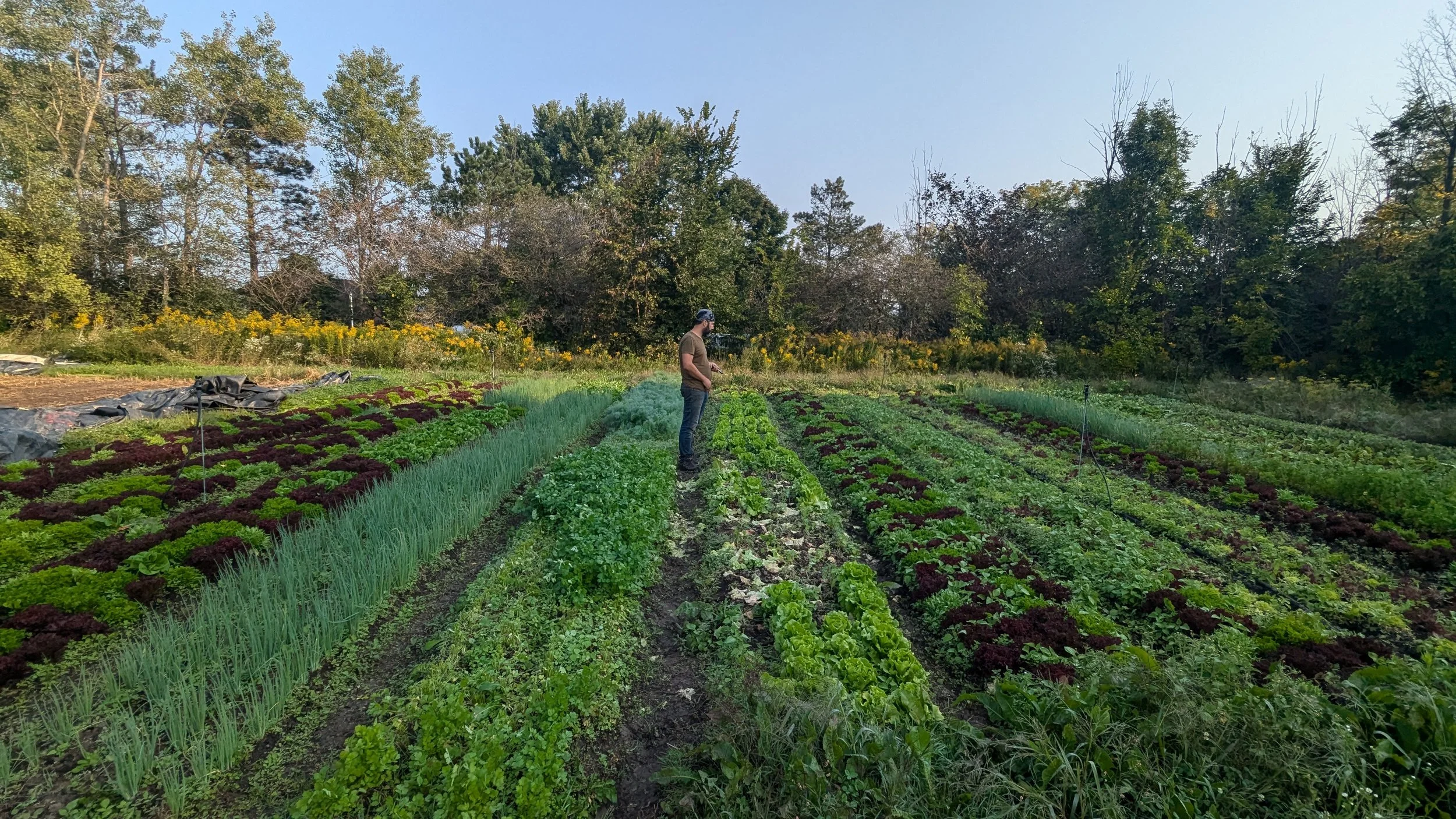 Mulberry Moon Farm — About Mulberry Moon Farm | Organic Farm & Local ...