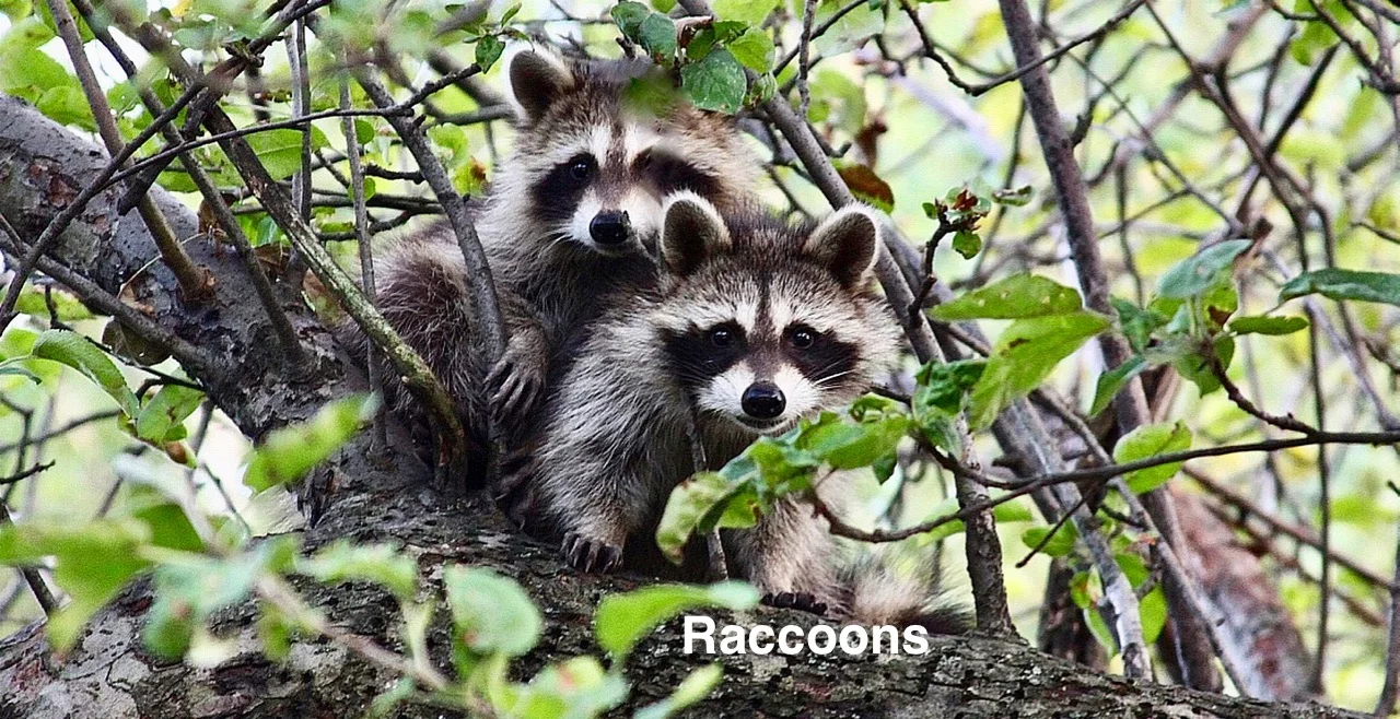 Photo Gallery — Silver Lake Wildlife Sanctuary