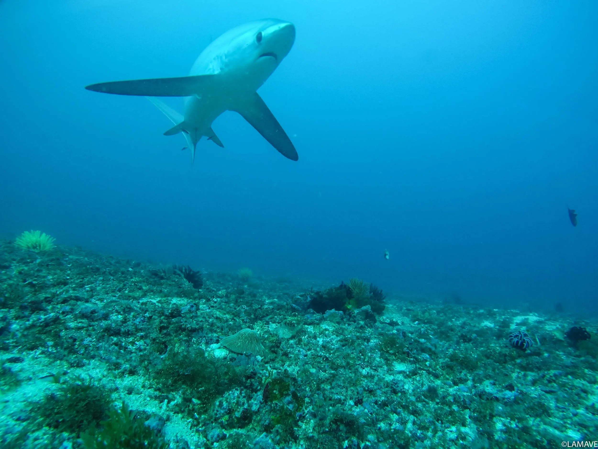 PHOTO STORY — Large Marine Vertebrates Research Institute Philippines