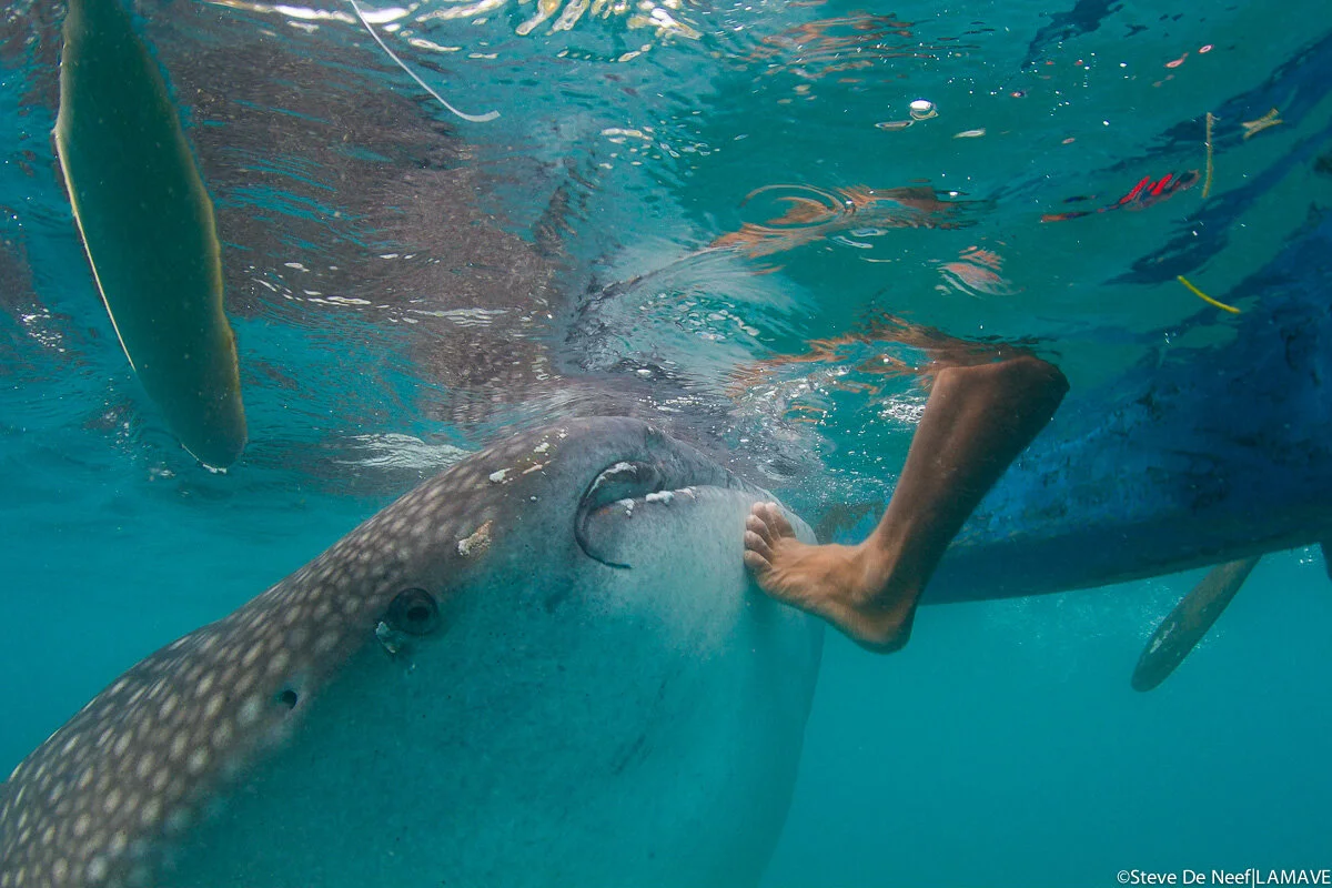 Scientific research on whale sharks in the Philippines — Large Marine ...