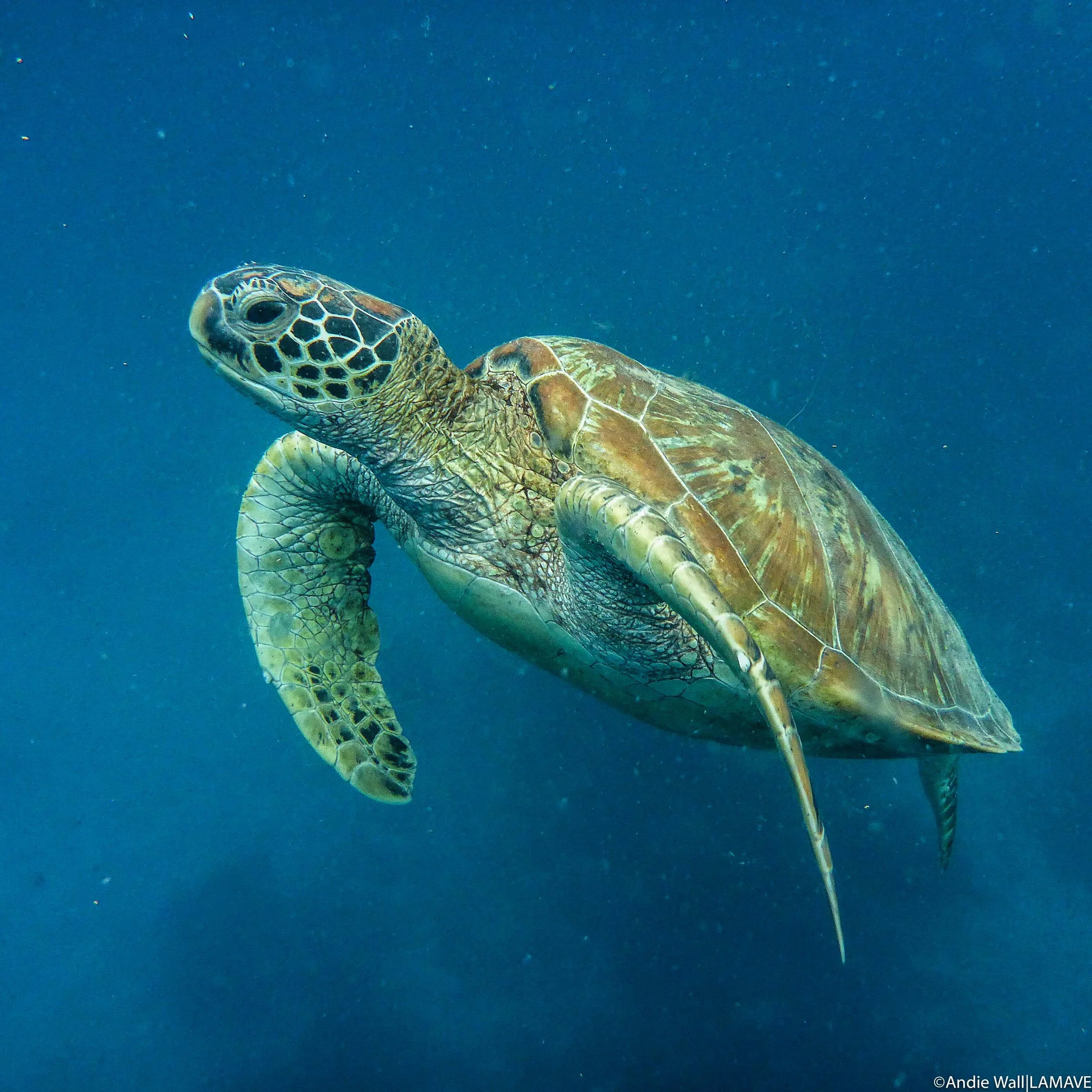 Manta Ray research and conservation in the Philippines — Large Marine ...