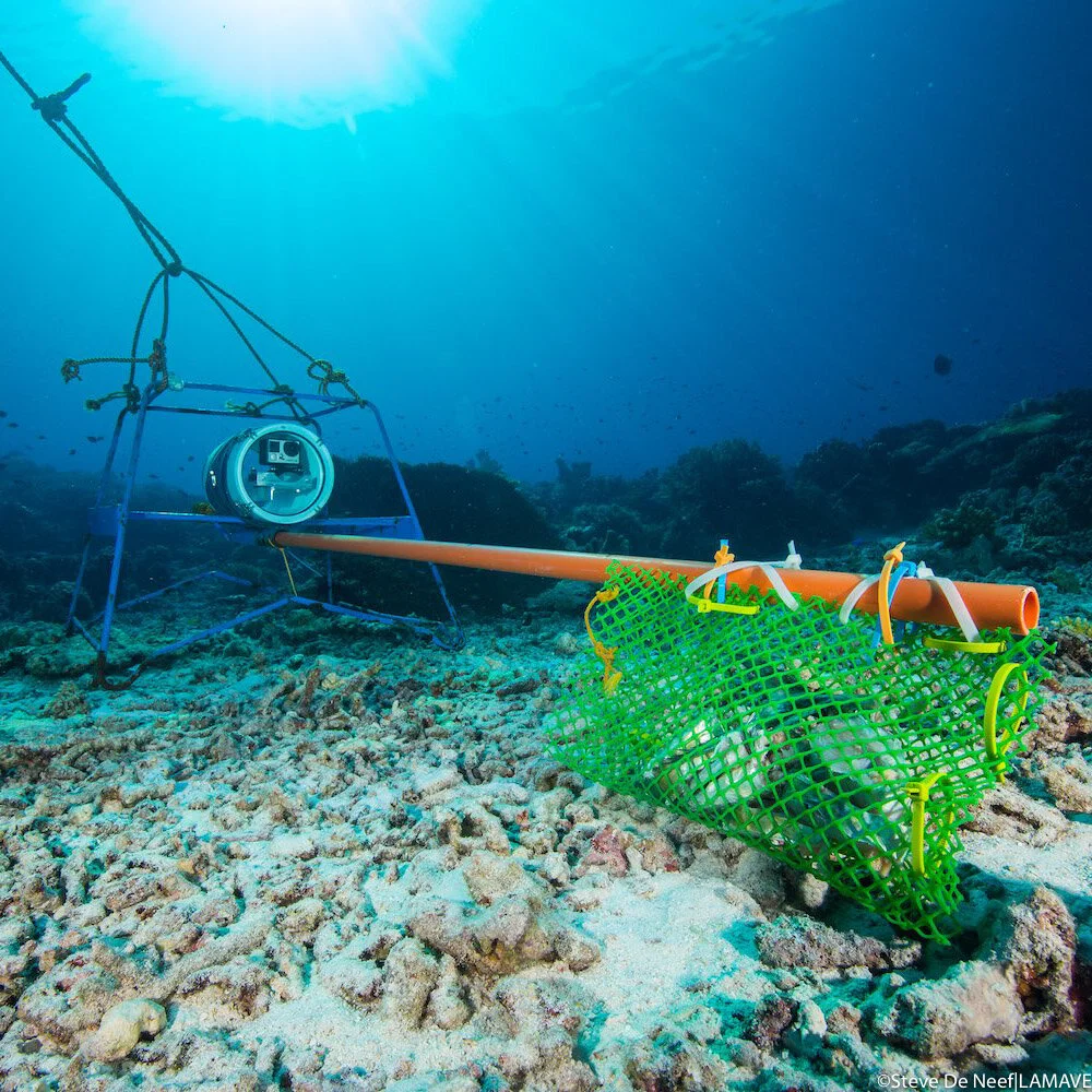 How research & technology is aiding the conservation of whale sharks ...