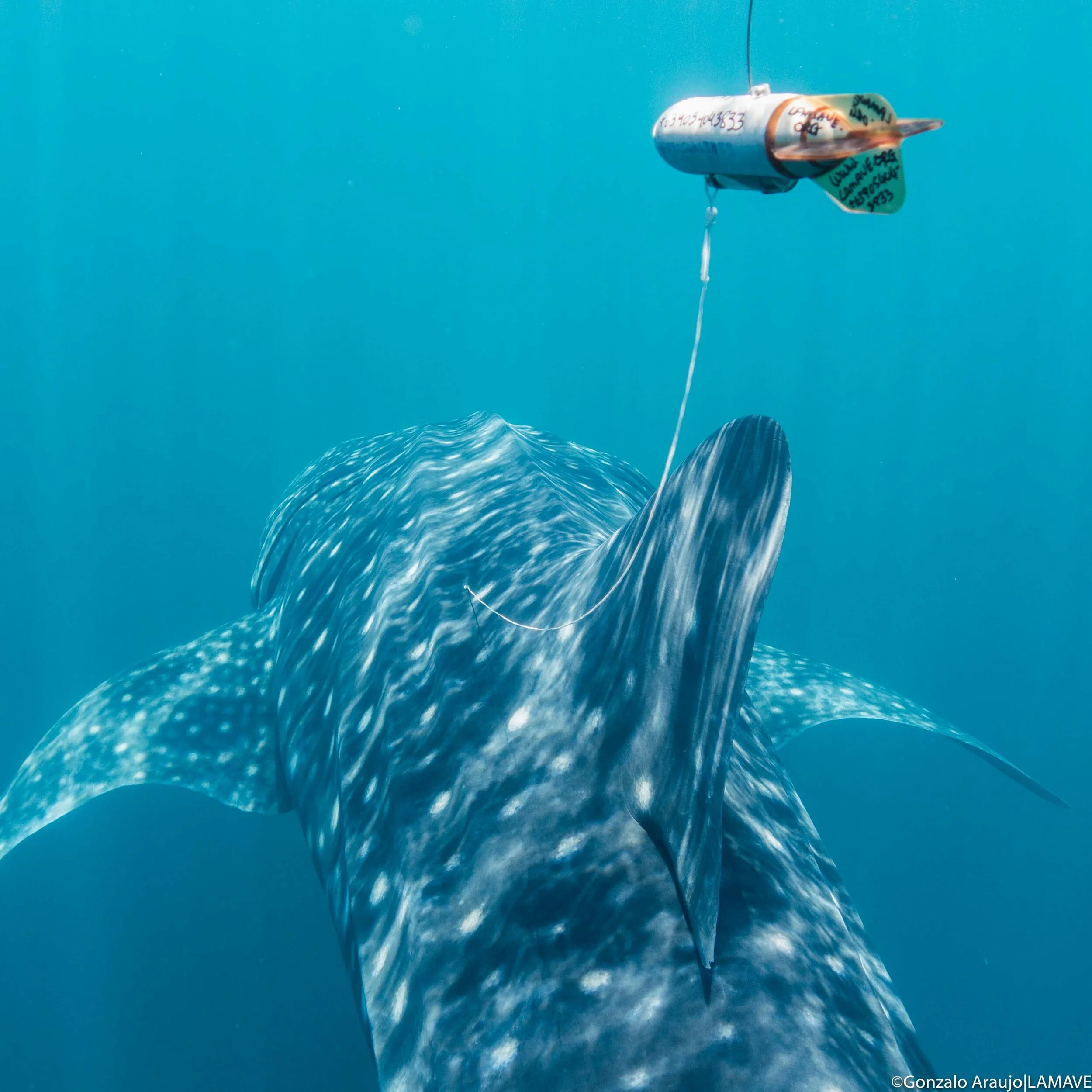How research & technology is aiding the conservation of whale sharks ...