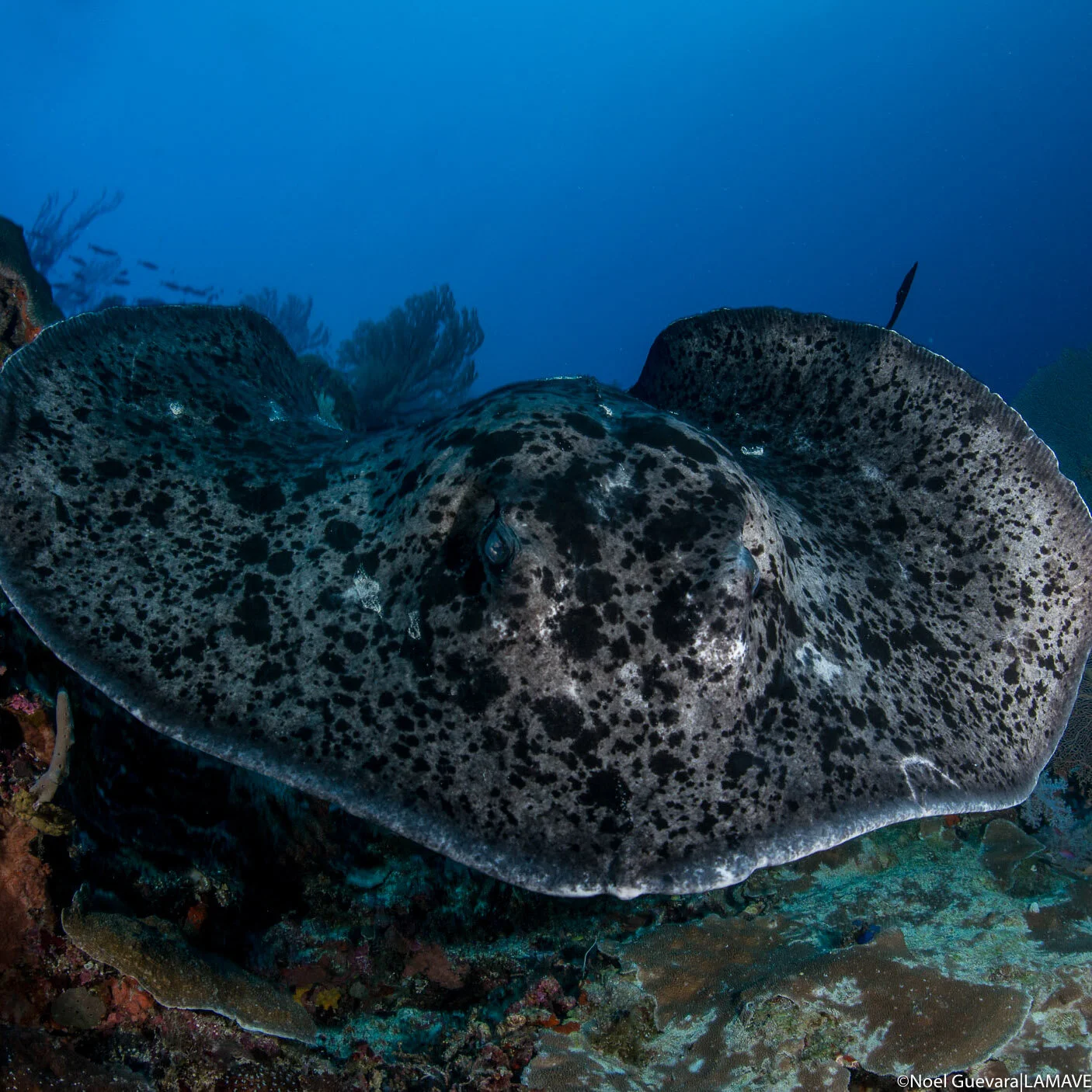 How research & technology is aiding the conservation of whale sharks ...