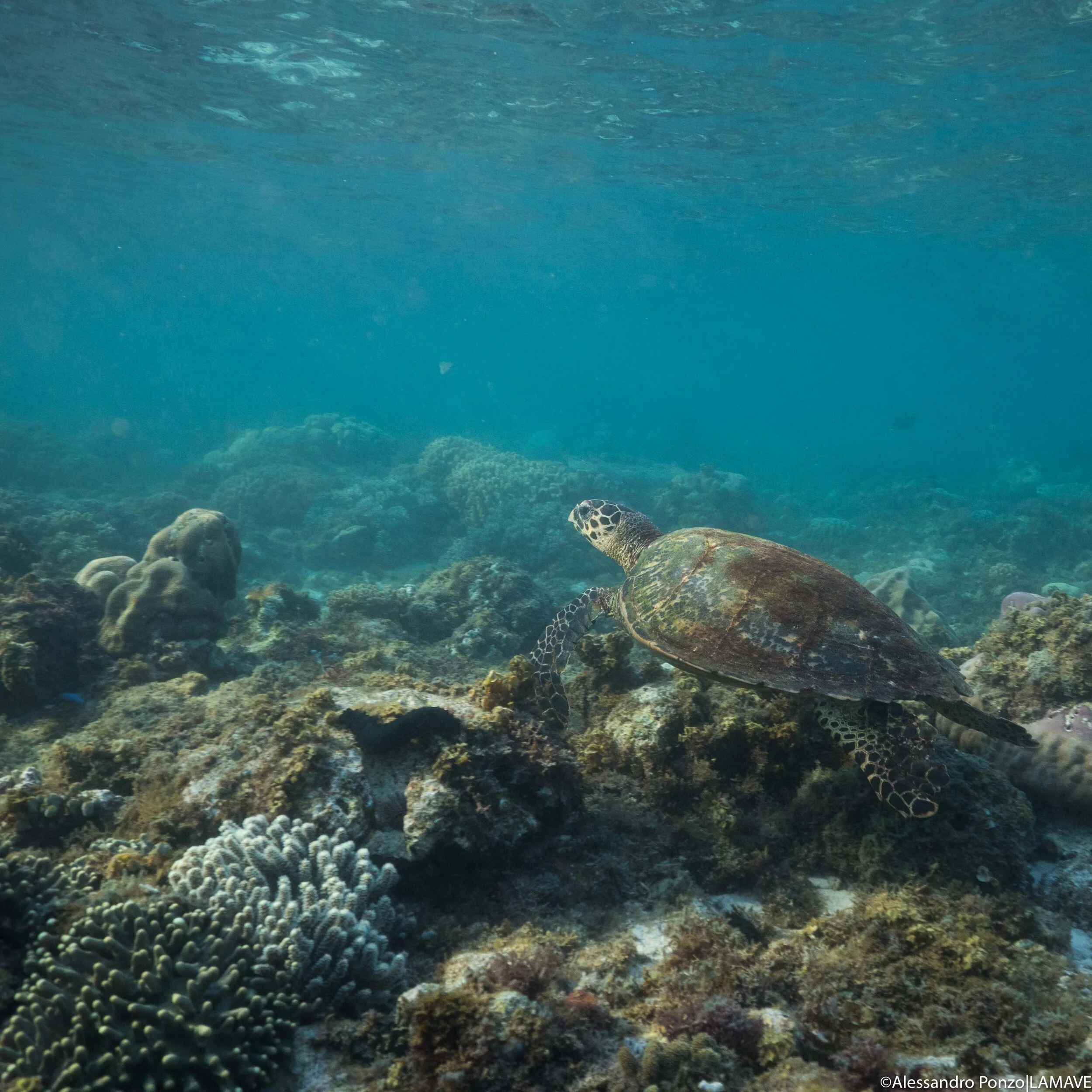 Turtle research and conservation project in the Philippines — Large ...