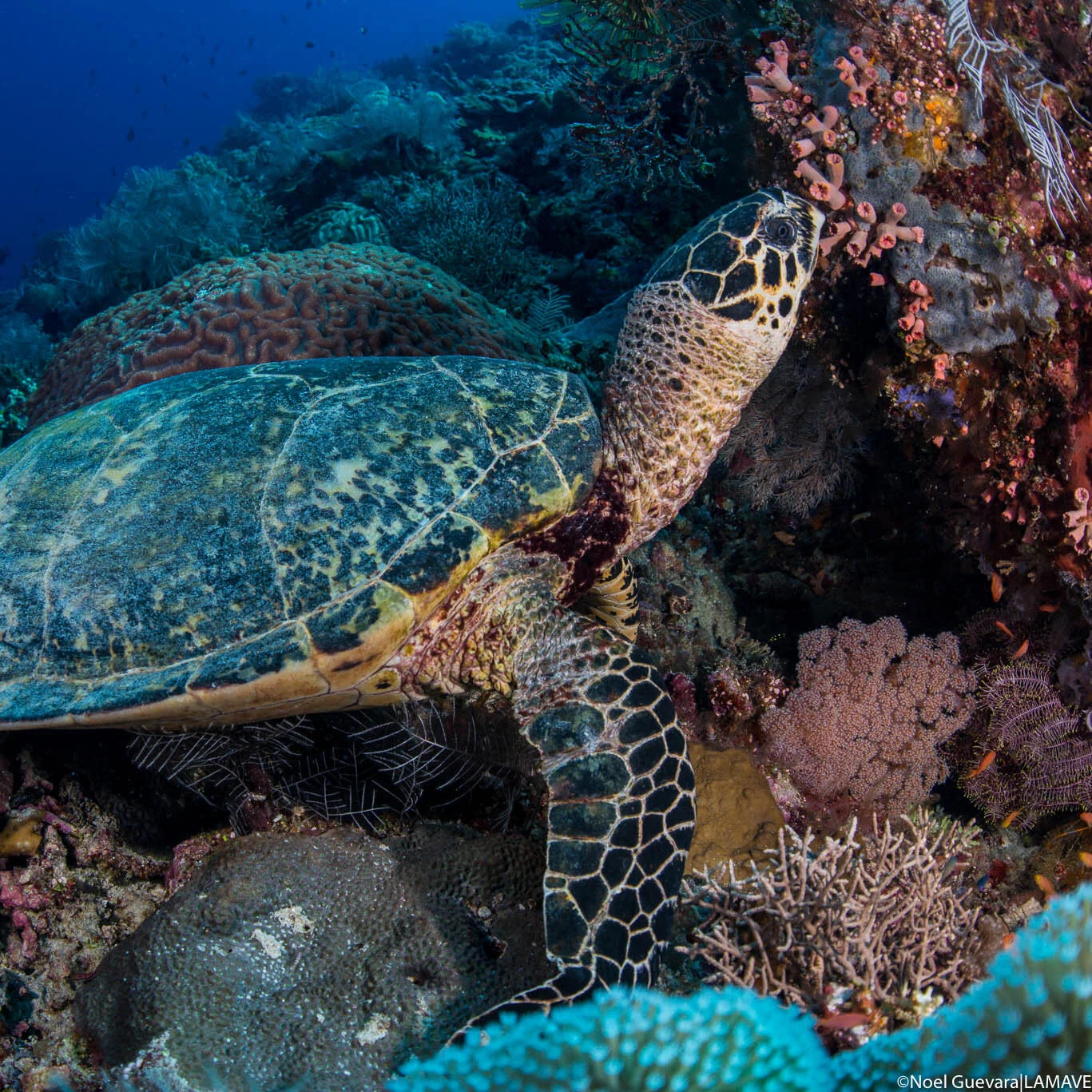 Turtle research and conservation project in the Philippines — Large ...