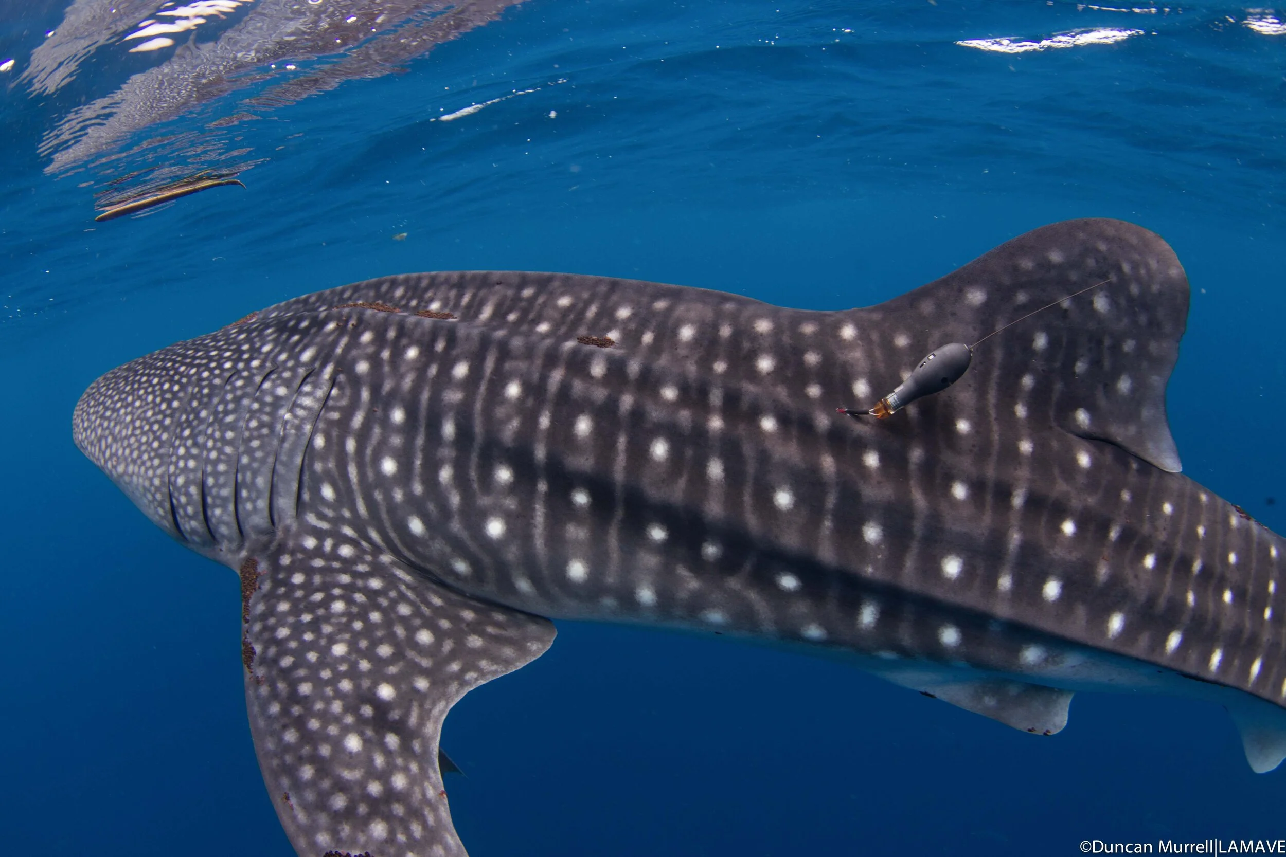 Whale Shark Research and conservation projects in the Philippines ...