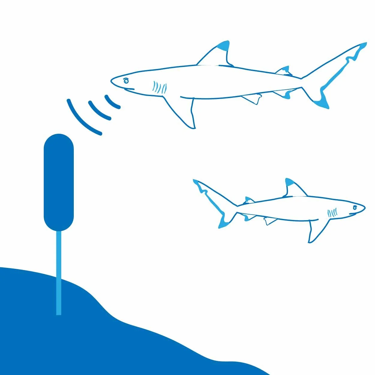Shark research and conservation in the Philippines — Large Marine ...