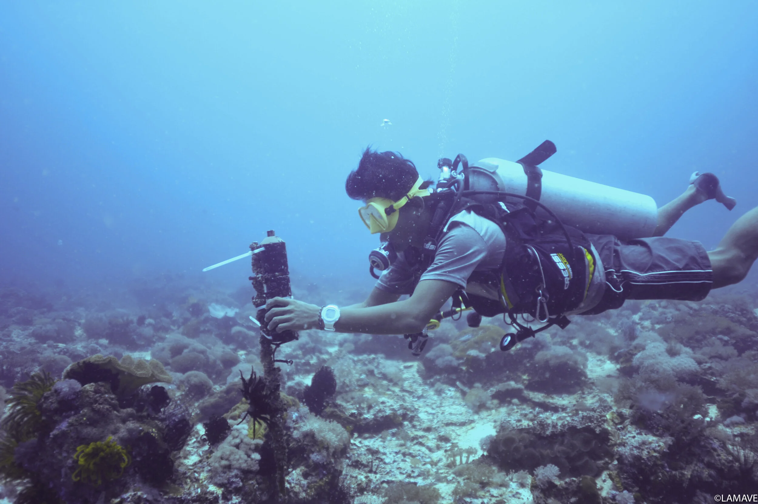 Manta Ray research and conservation in the Philippines — Large Marine ...