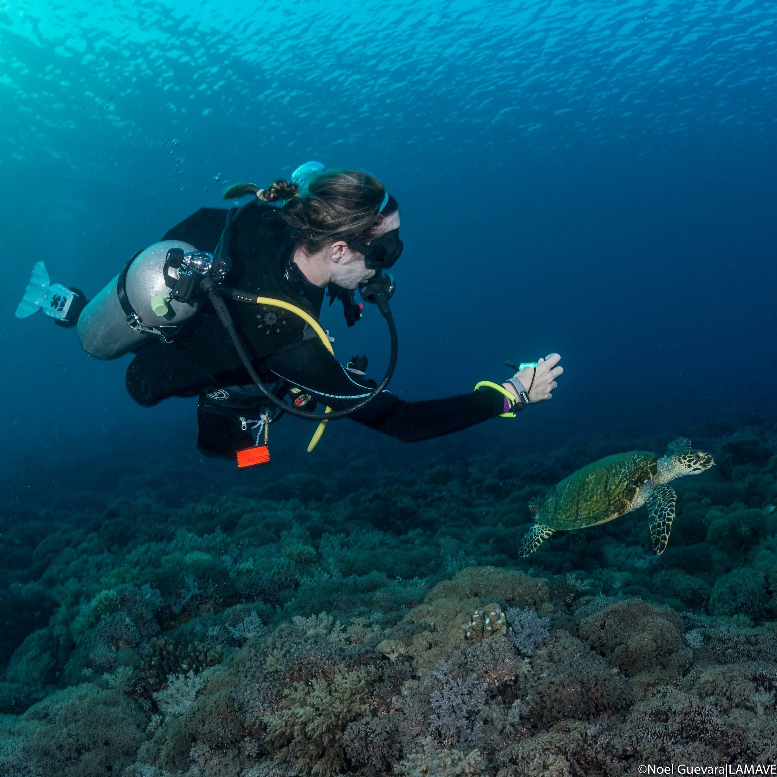 Building a future for marine megafauna and people in the Philippines ...