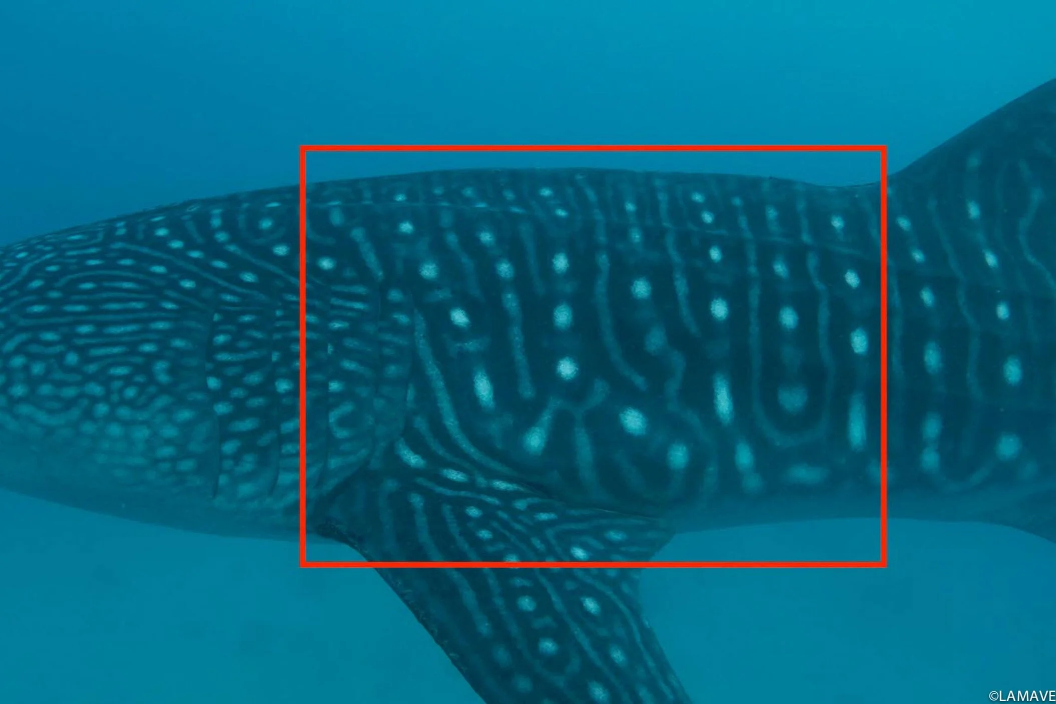Be a citizen scientists - submit your photos of turtles, whale sharks ...