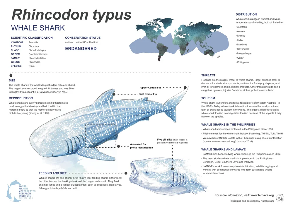 Whale Shark Research and conservation projects in the Philippines ...