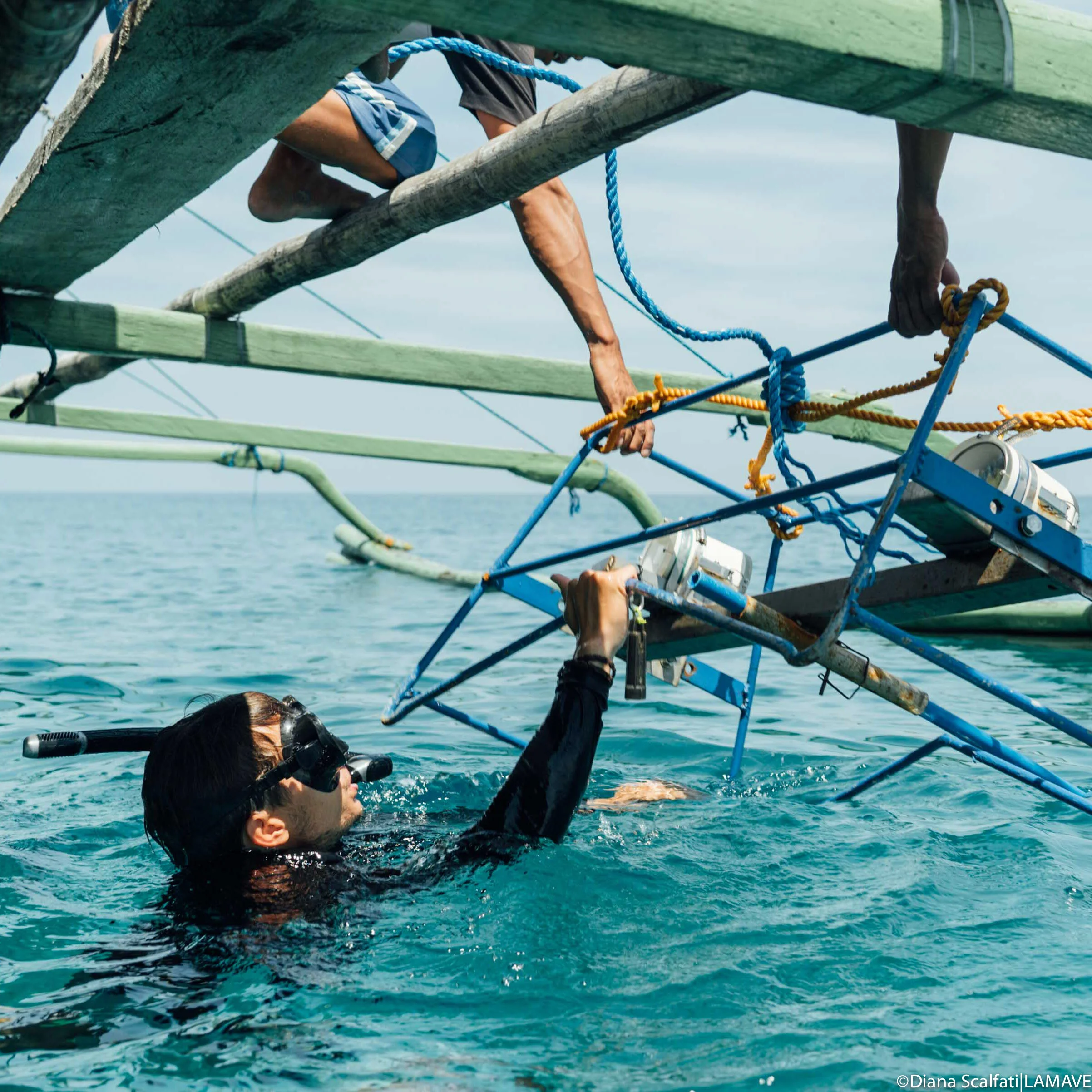 Shark research and conservation in the Philippines — Large Marine ...