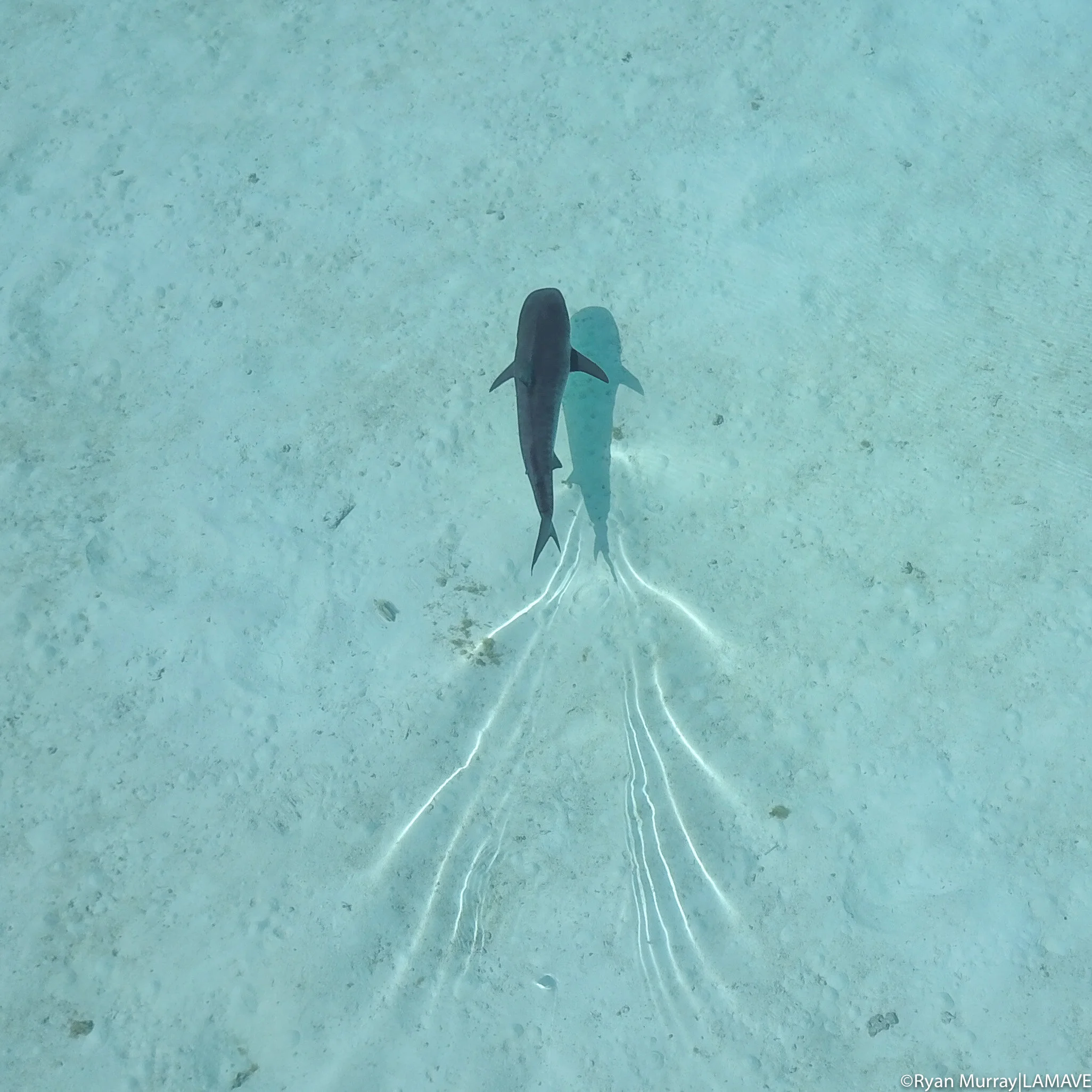 Shark research and conservation in the Philippines — Large Marine ...