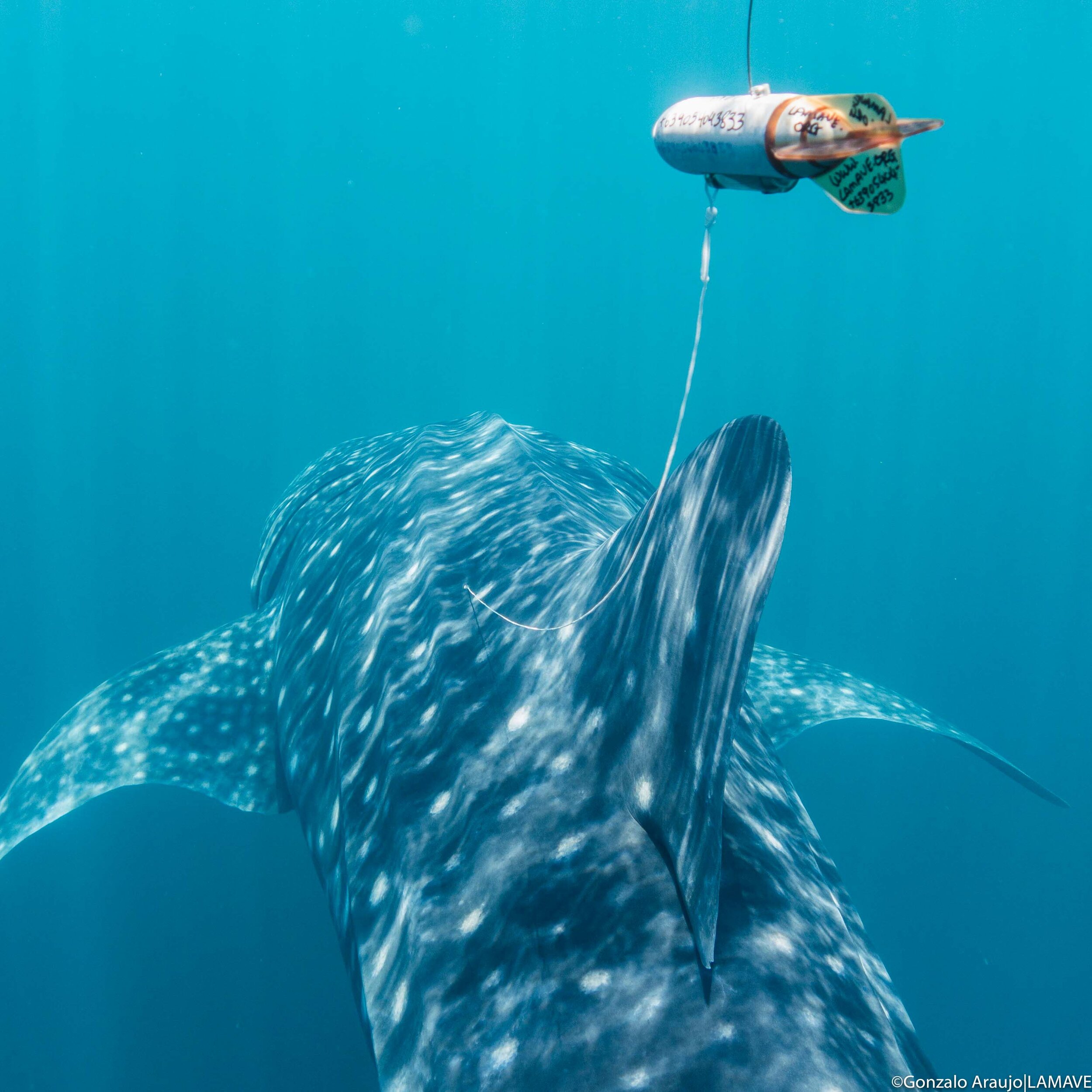 Shark research and conservation in the Philippines — Large Marine ...