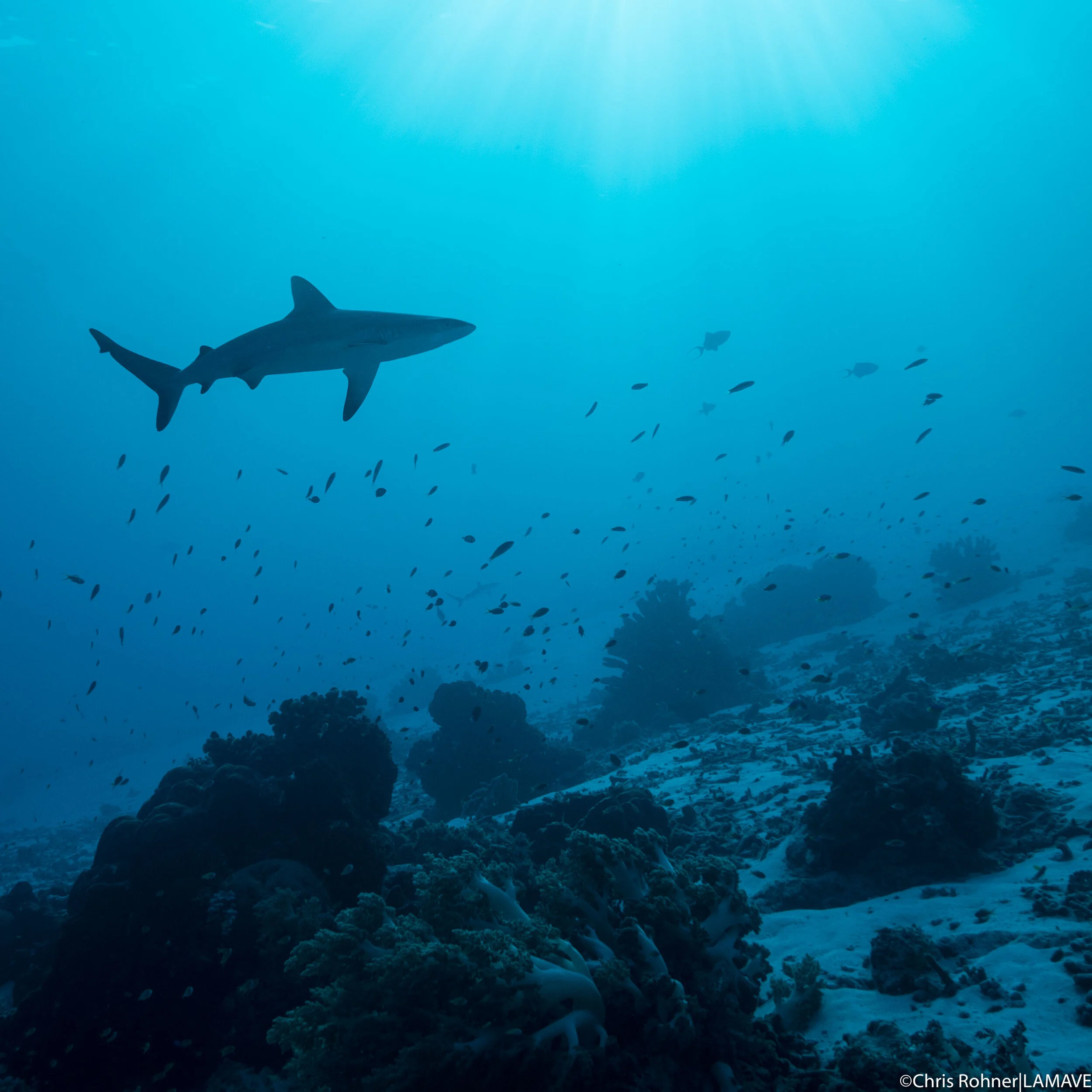 Shark research and conservation in the Philippines — Large Marine ...