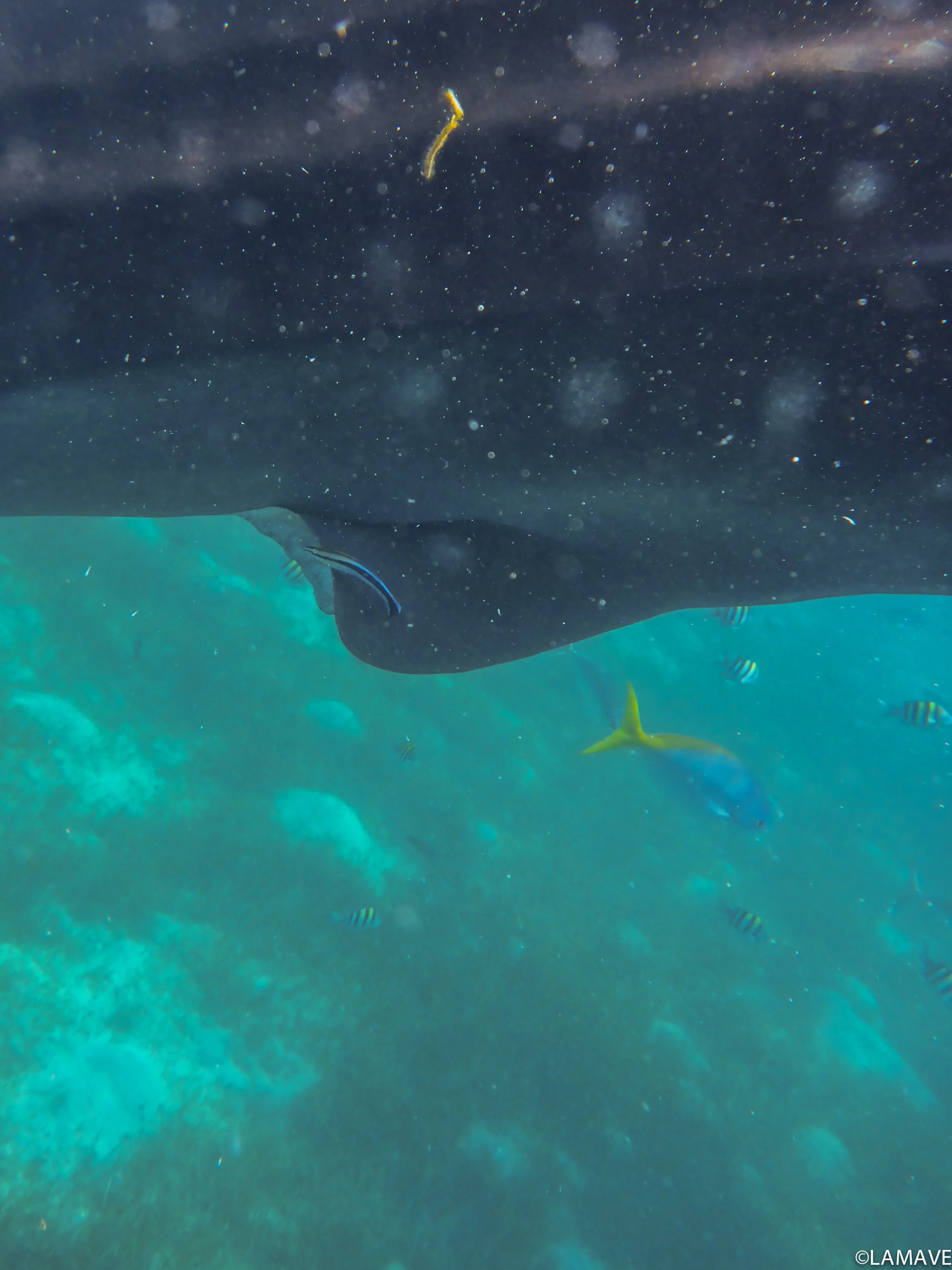 Whale Sharks Cleaned By Wrasse Fish — Large Marine Vertebrates Research ...