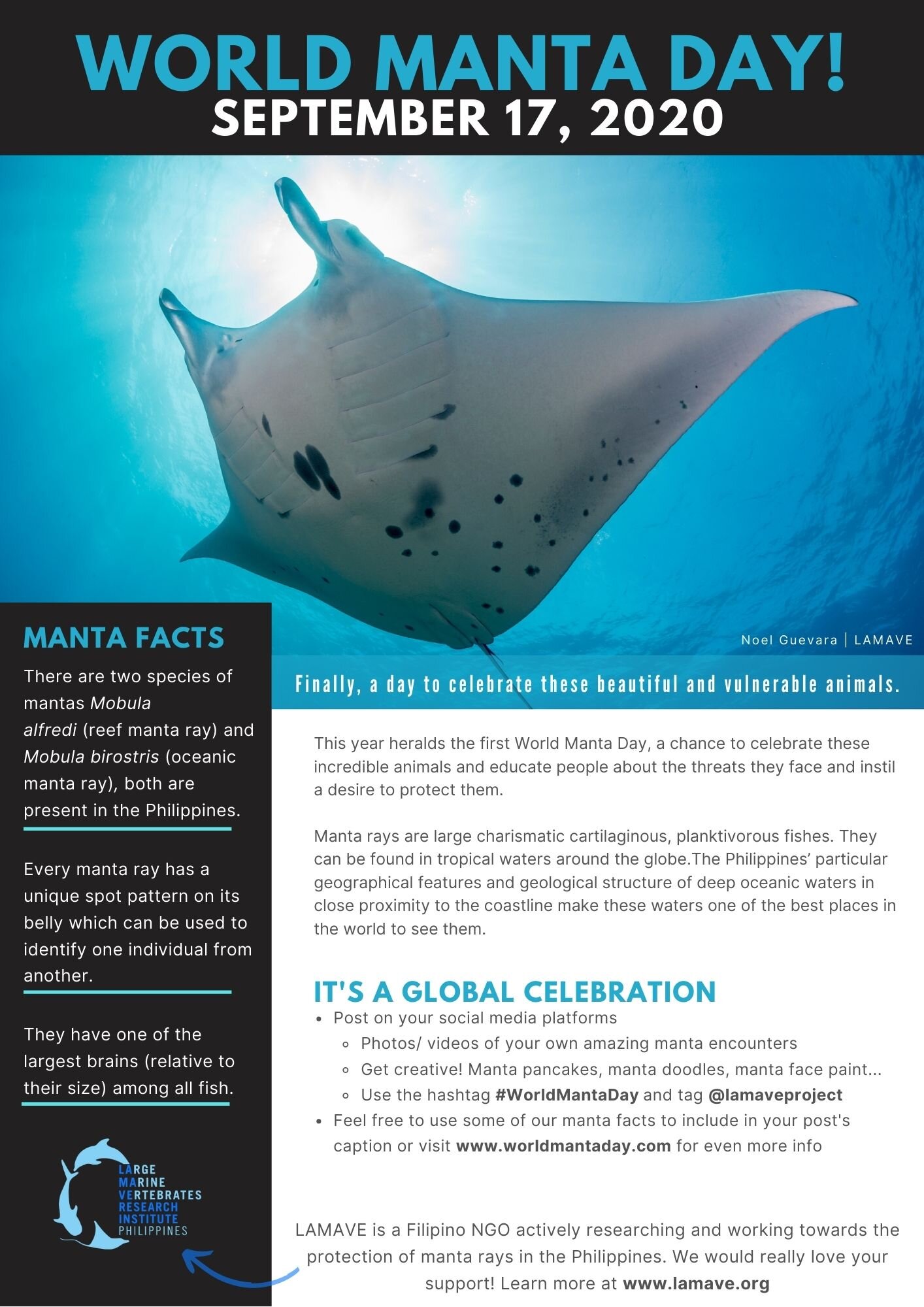 A Day for Rays: World Manta Day 2020 — Large Marine Vertebrates ...