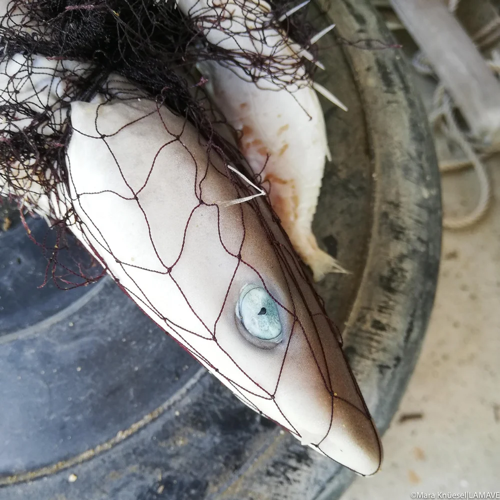 Shark research and conservation in the Philippines — Large Marine ...