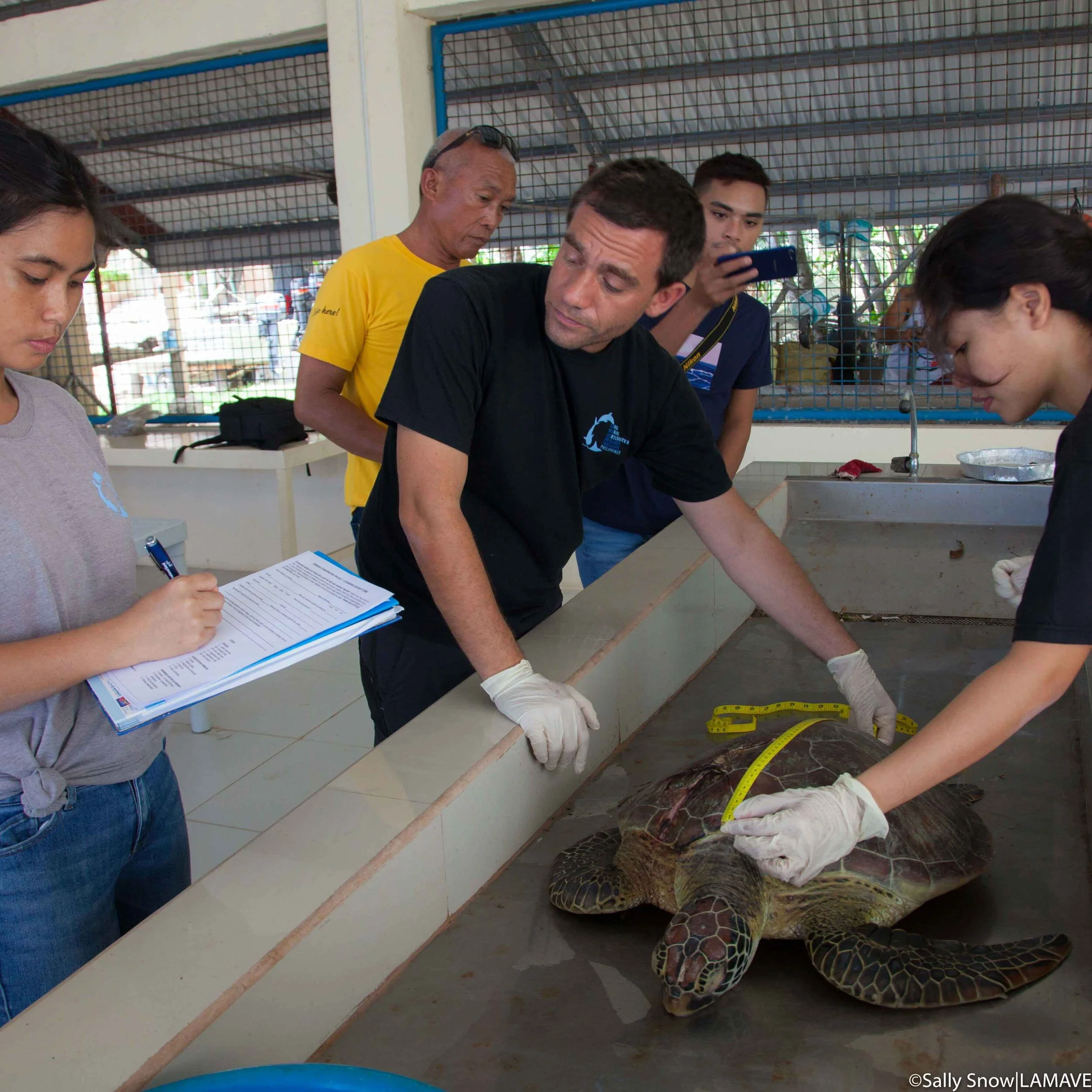 Shark research and conservation in the Philippines — Large Marine ...