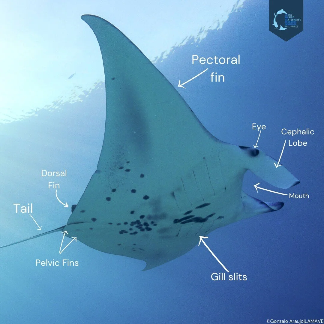 Contact us — Large Marine Vertebrates Research Institute Philippines