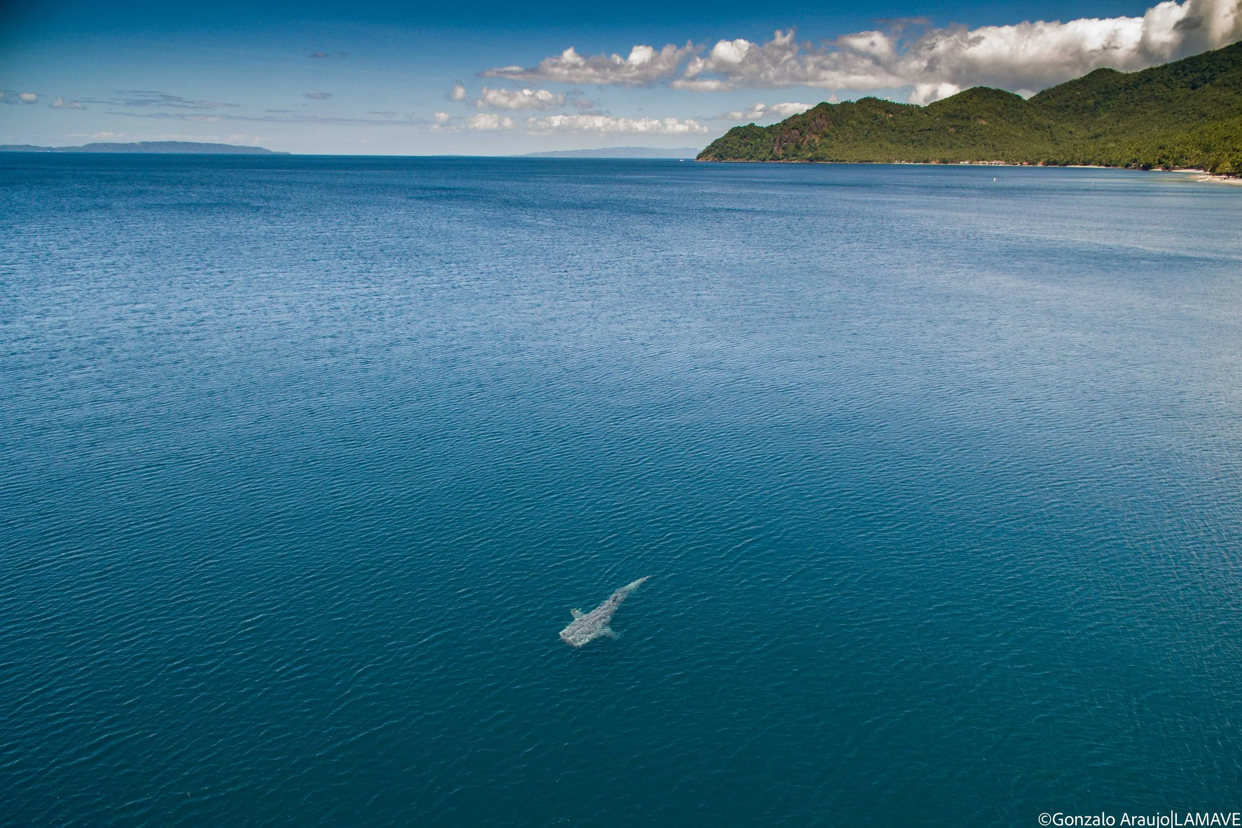 Two Brothers, One Mission: Protecting Whale Sharks in the Philippines ...