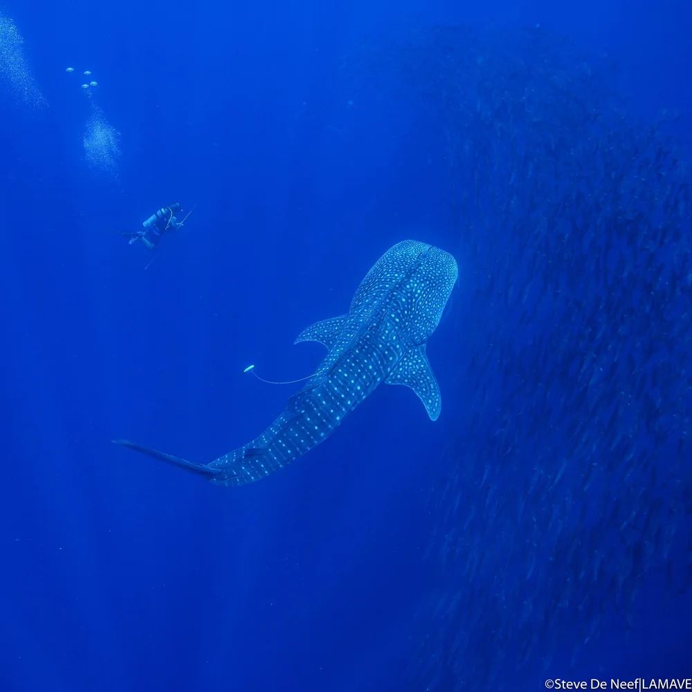 Expedition Shark on its 6th year this June — Large Marine Vertebrates ...