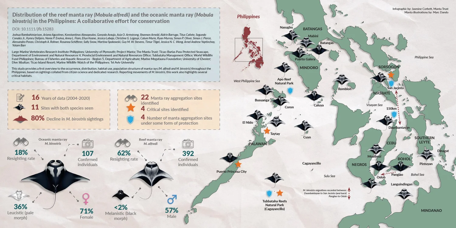 Collaborative research puts manta rays on the map in the Philippines ...