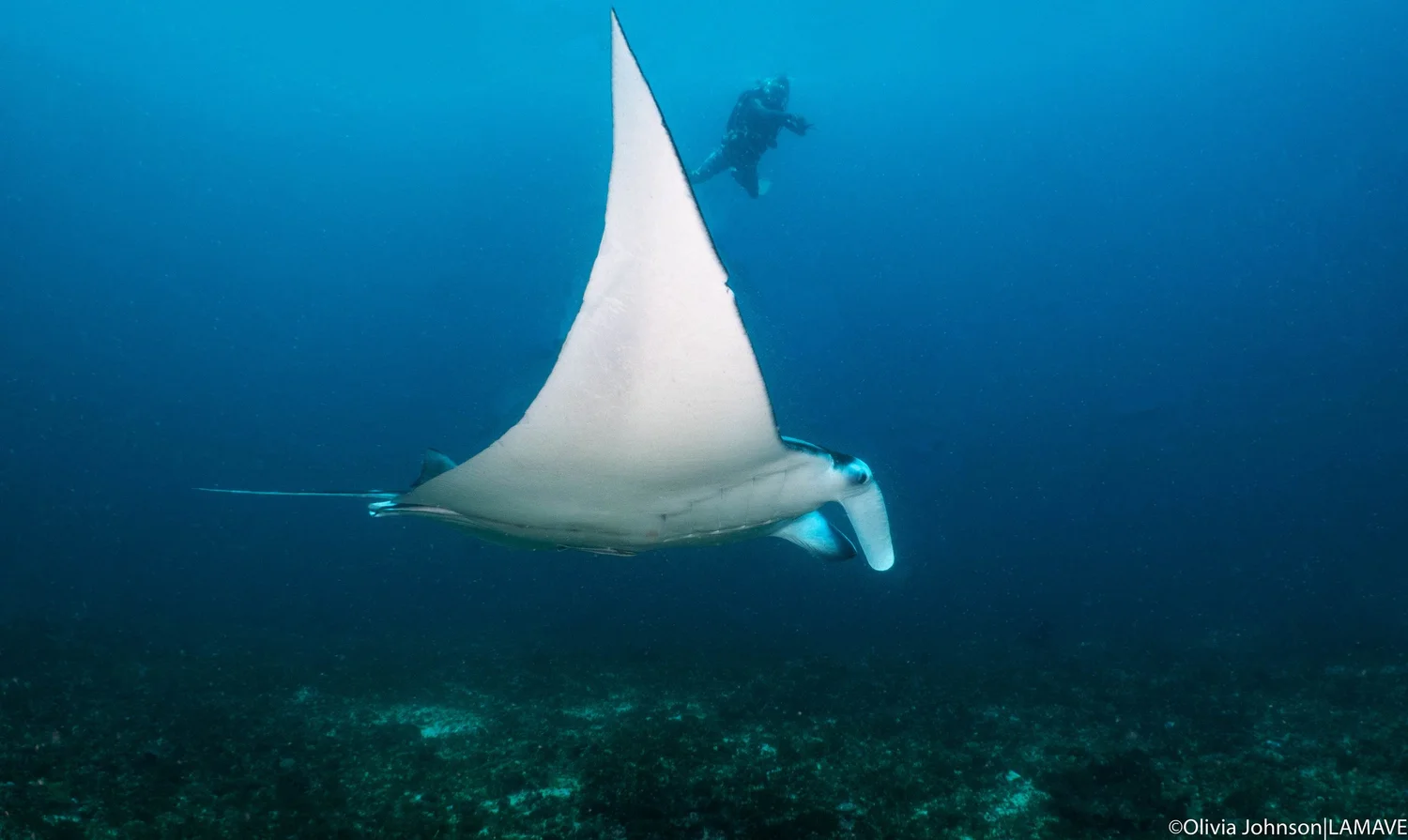 Collaborative research puts manta rays on the map in the Philippines ...
