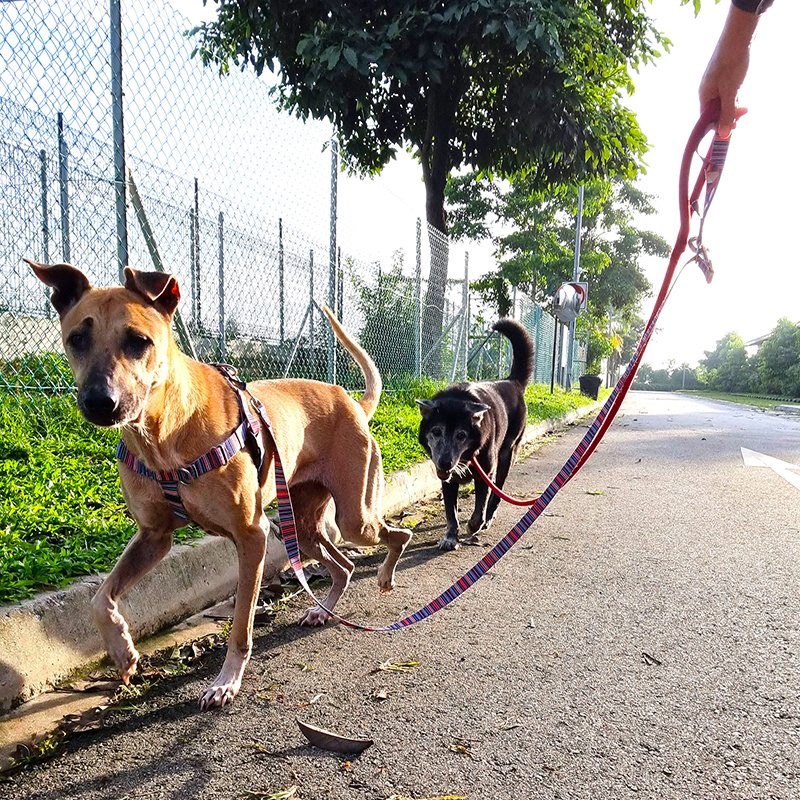 Adoption Gallery | Oasis Second Chance Animal Shelter