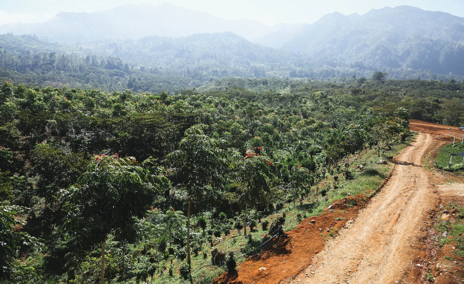 History of Honduras — Texas Coffee Traders