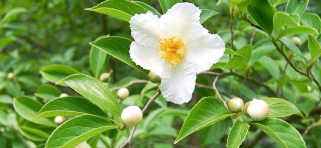 Refuge Landscape Design