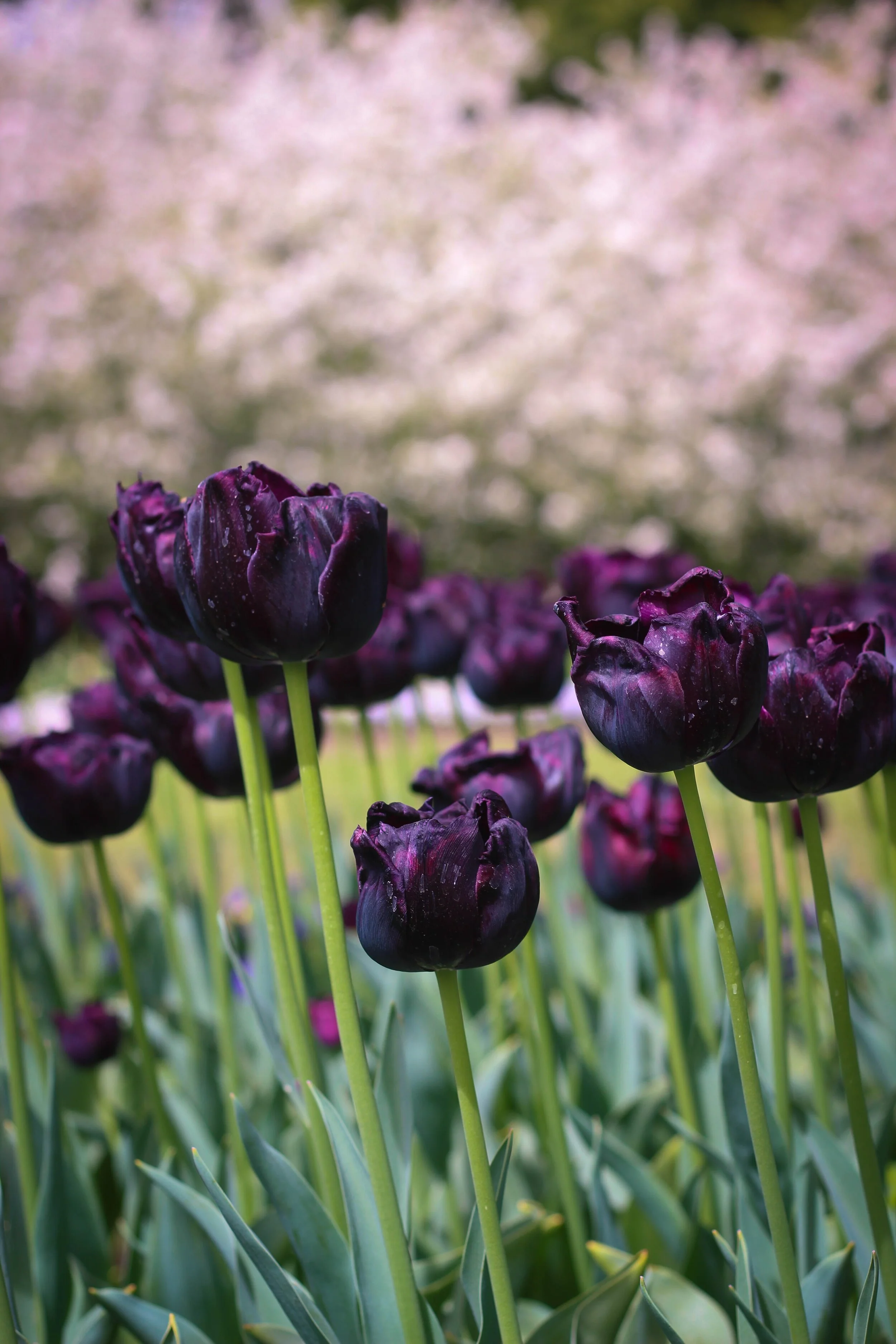 La Phytothèque— PHYTO Ingredient Spotlight: Tulip Extract