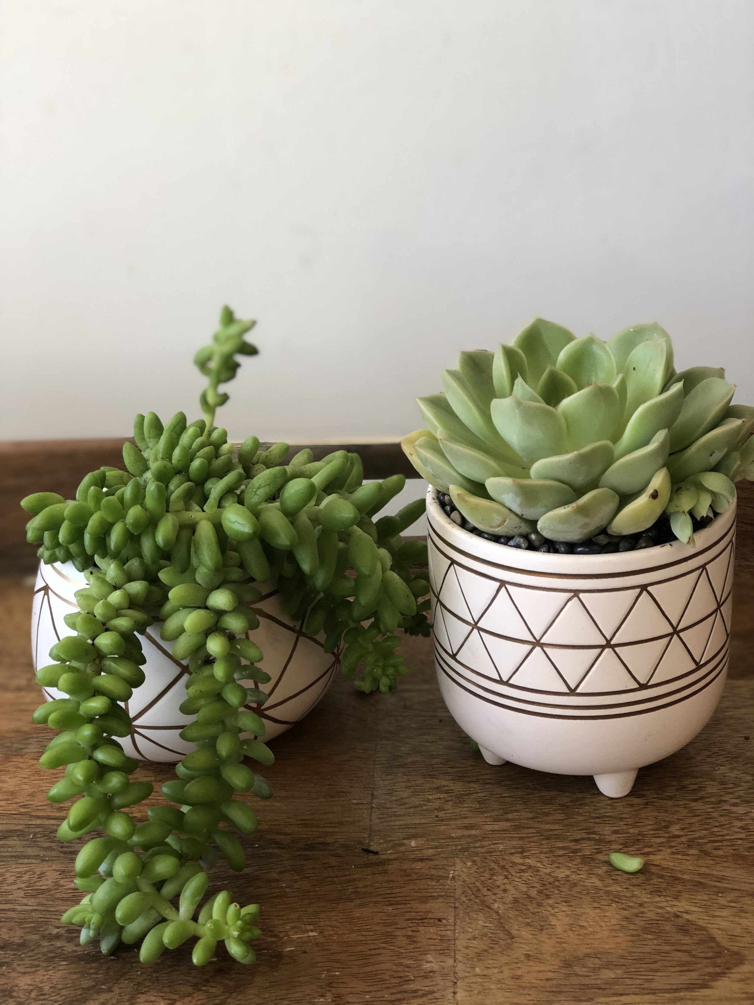 Plants and succulents — Sweet Blooms Atelier
