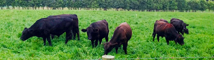 Pasture-raised Meat & Eggs