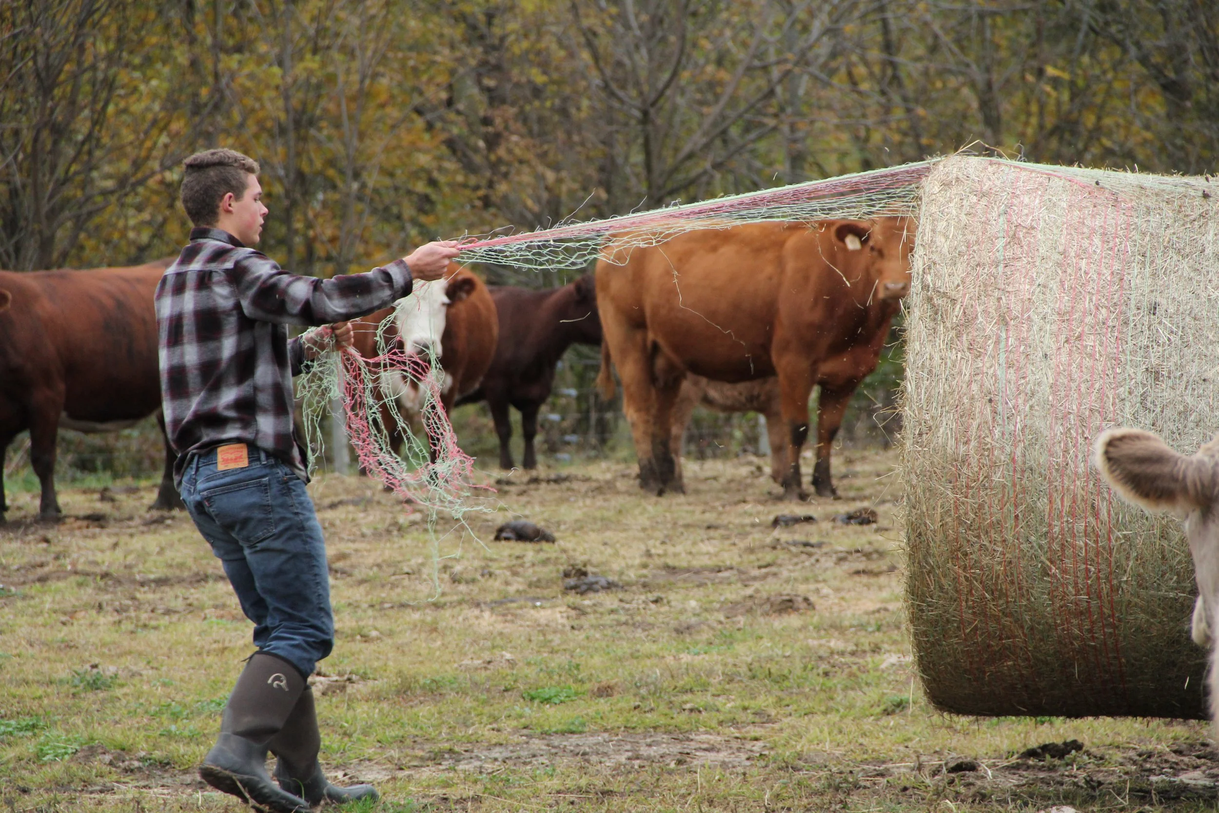 Real FOOD, Real PEOPLE - Grassfed Beef, Unpasteurized Dairy