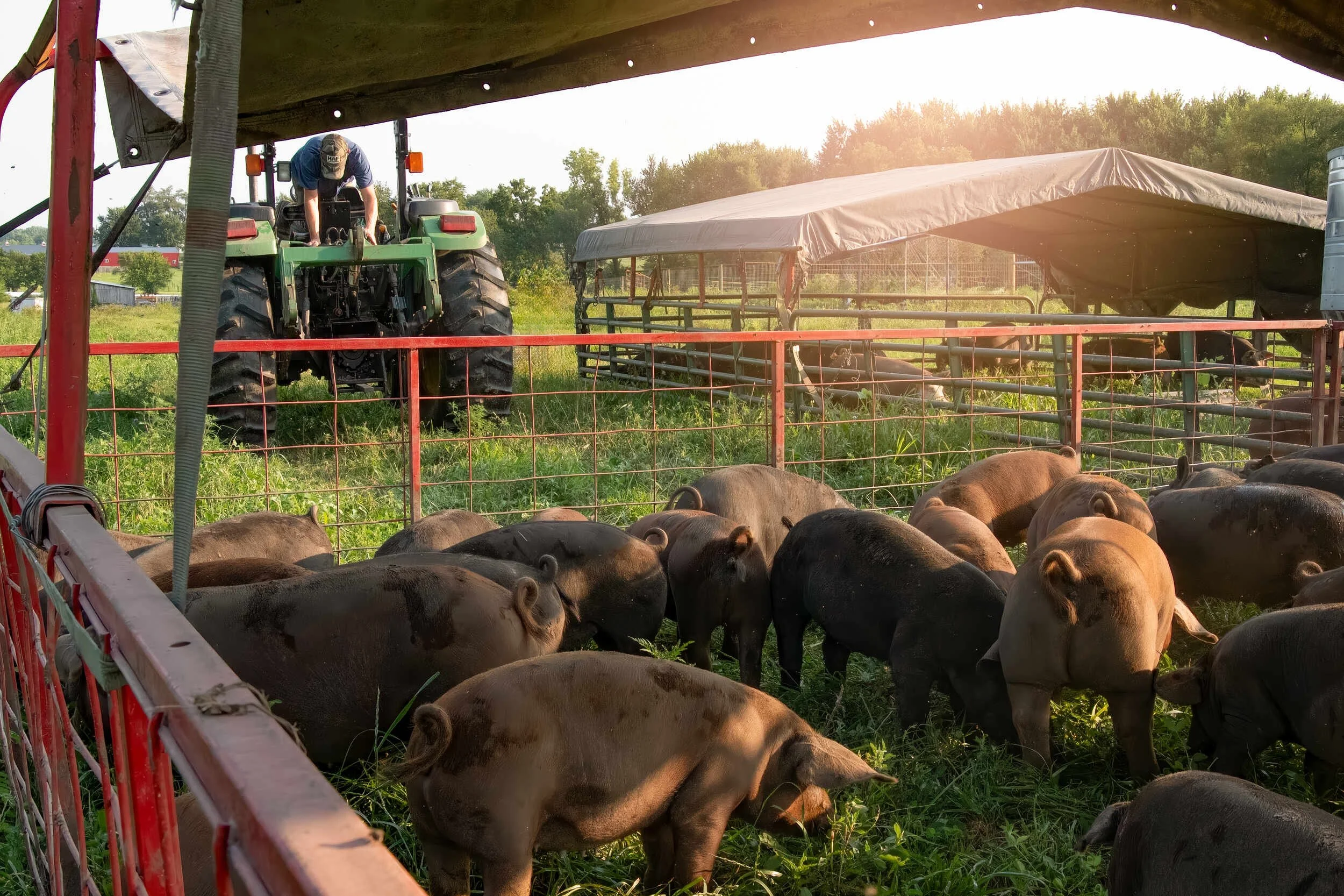 Pasture-raised Meat & Eggs