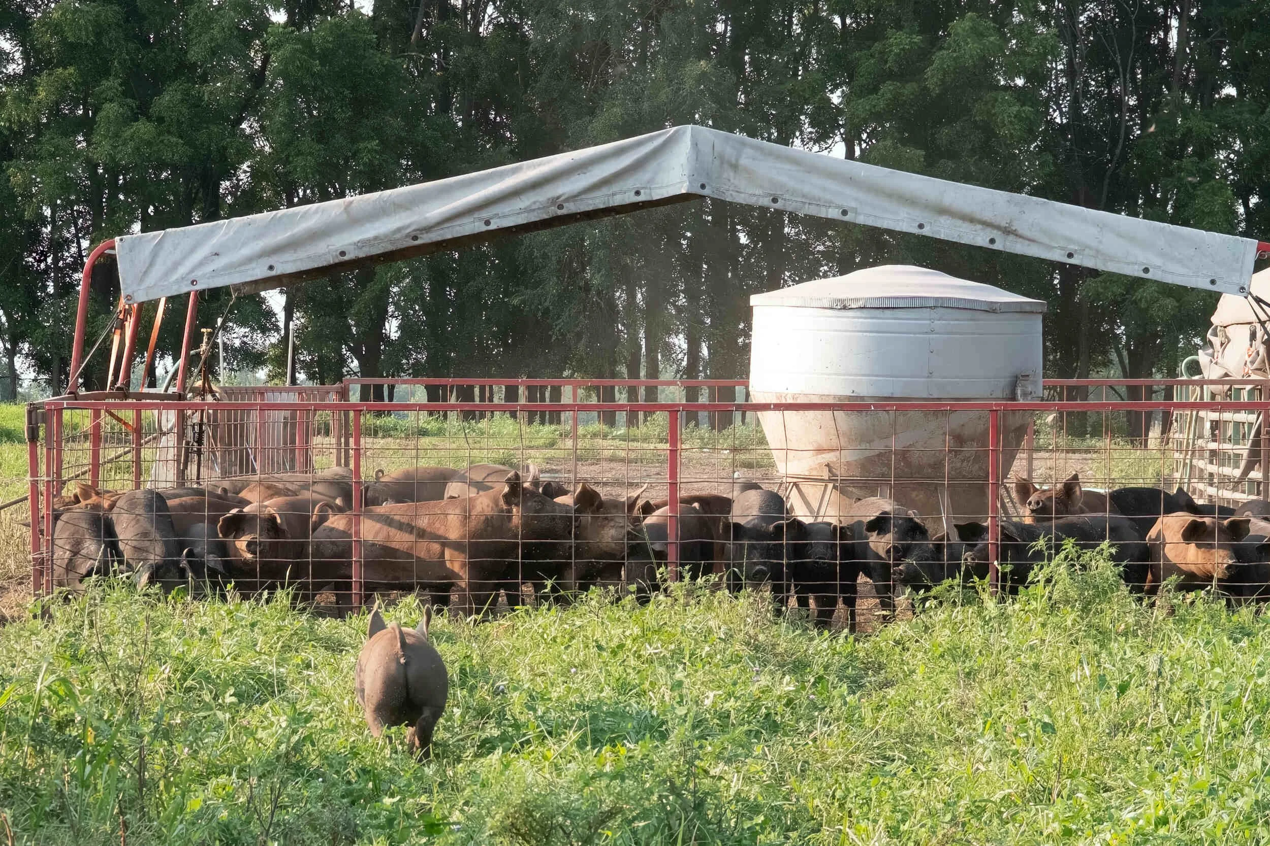 Pasture-raised Meat & Eggs