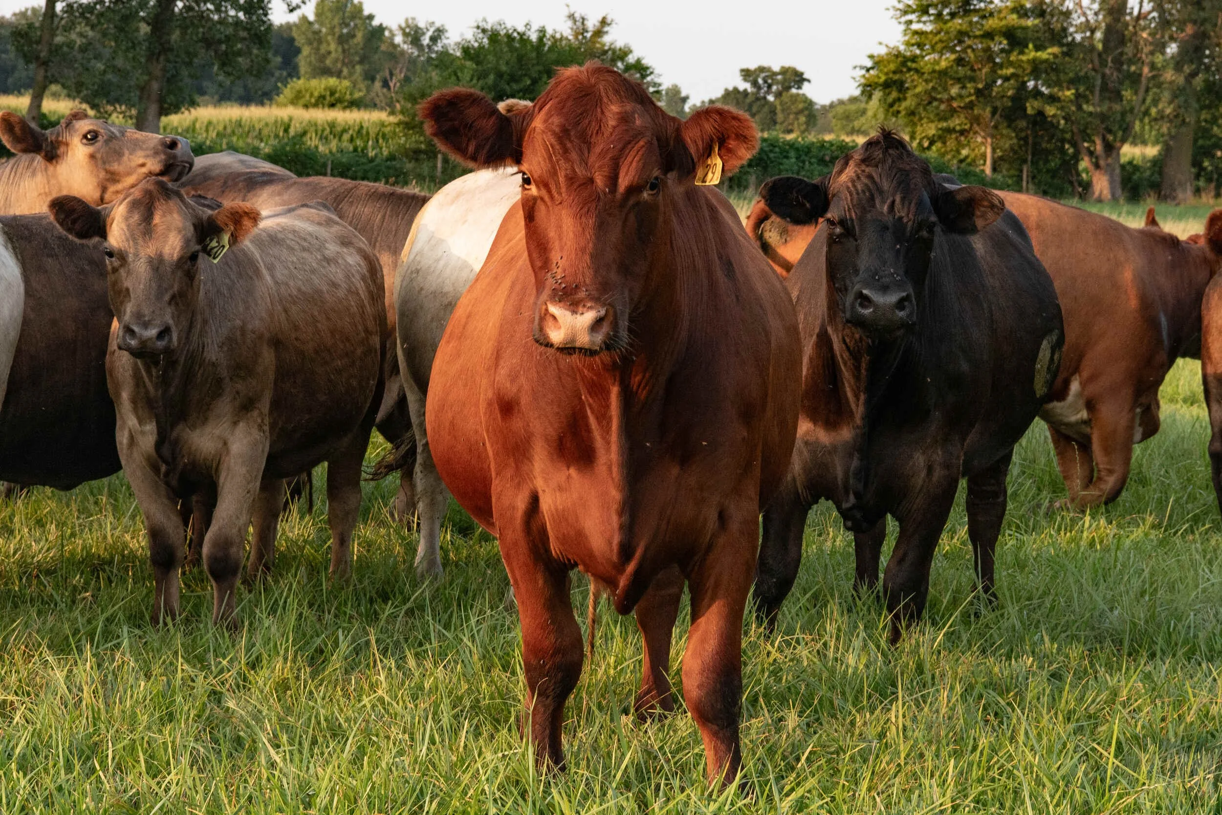 Pasture-raised Meat & Eggs