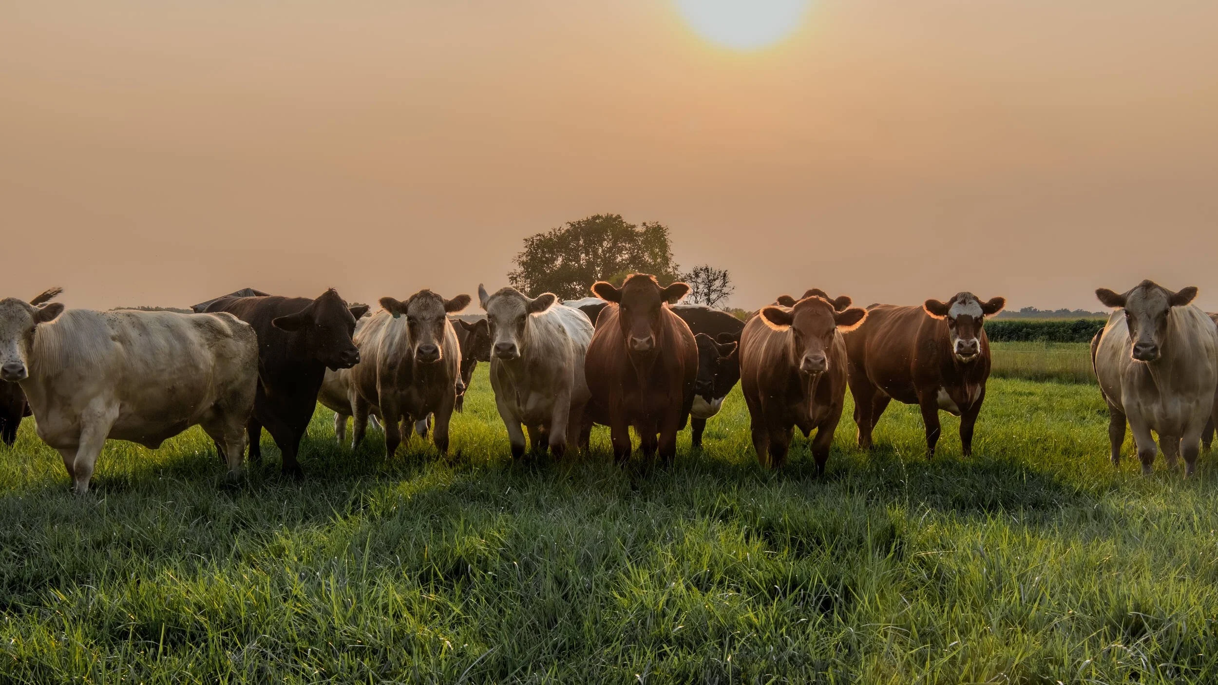 Pasture-raised Meat & Eggs