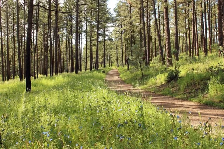 Top Free Things to Do in Ruidoso, New Mexico — DiscoverRUIDOSO.com ...