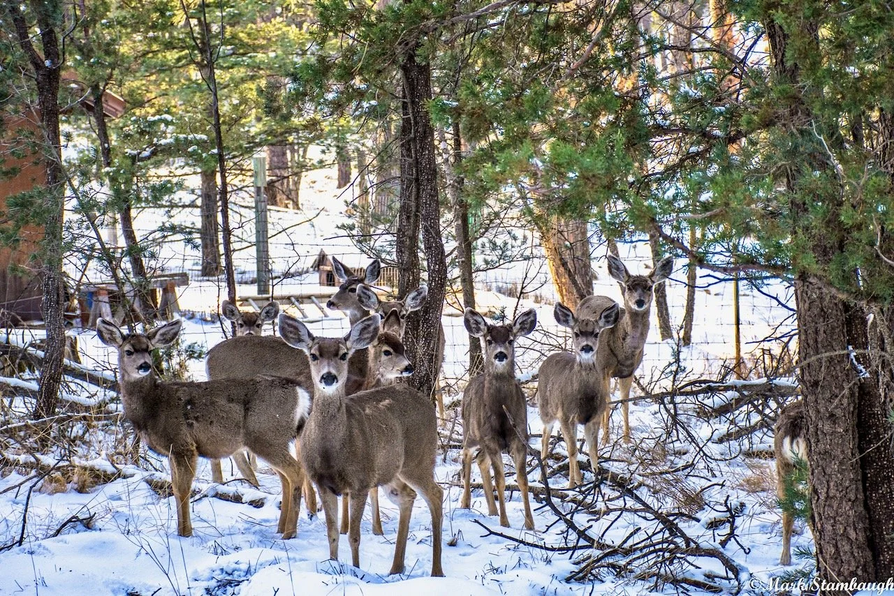 Winter in Ruidoso: Snowy Adventures, Cozy Cabins and Mountain Magic ...