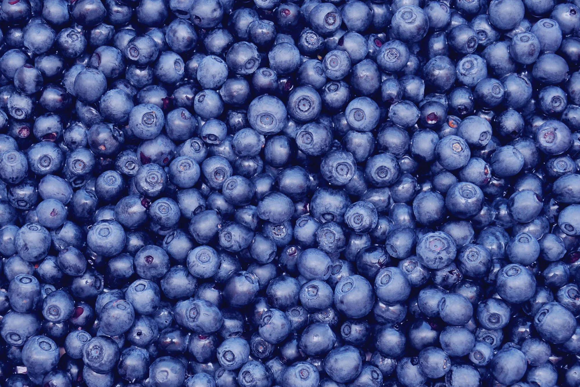 Blueberry Vodka Cocktails — Western Son Distillery